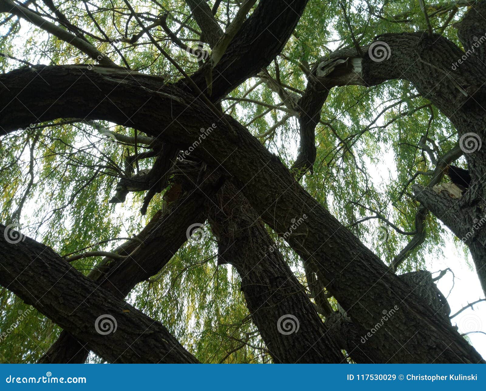 Shady tree stock image. Image of leaves, shady, branches - 117530029