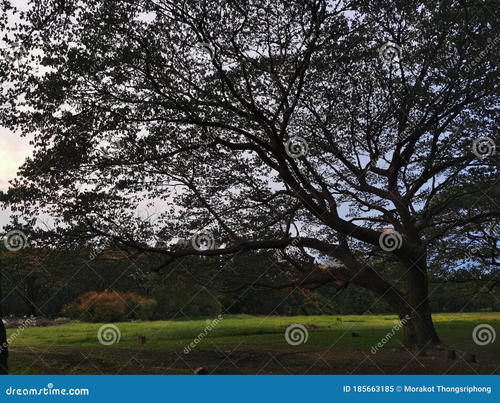 Big Tree Leaves Evening Park Nature Stock Image - Image of sunlight ...