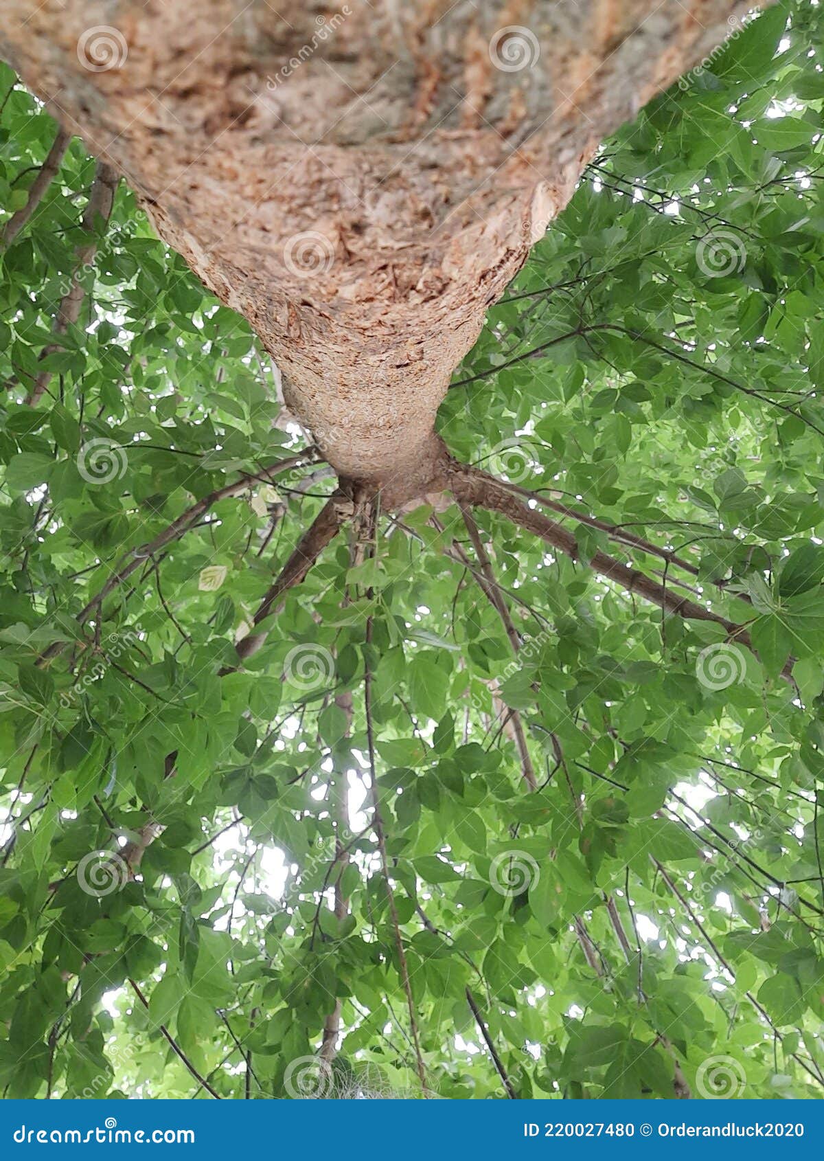A big tree with leaves stock photo. Image of tree, plant - 220027480