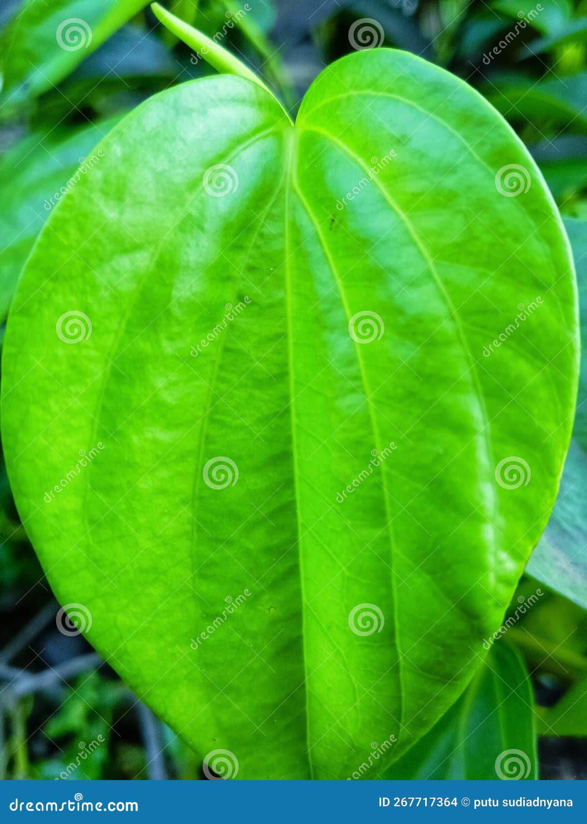 Big Tree Leaves Inside the Forest in the Morning Stock Photo - Image of ...