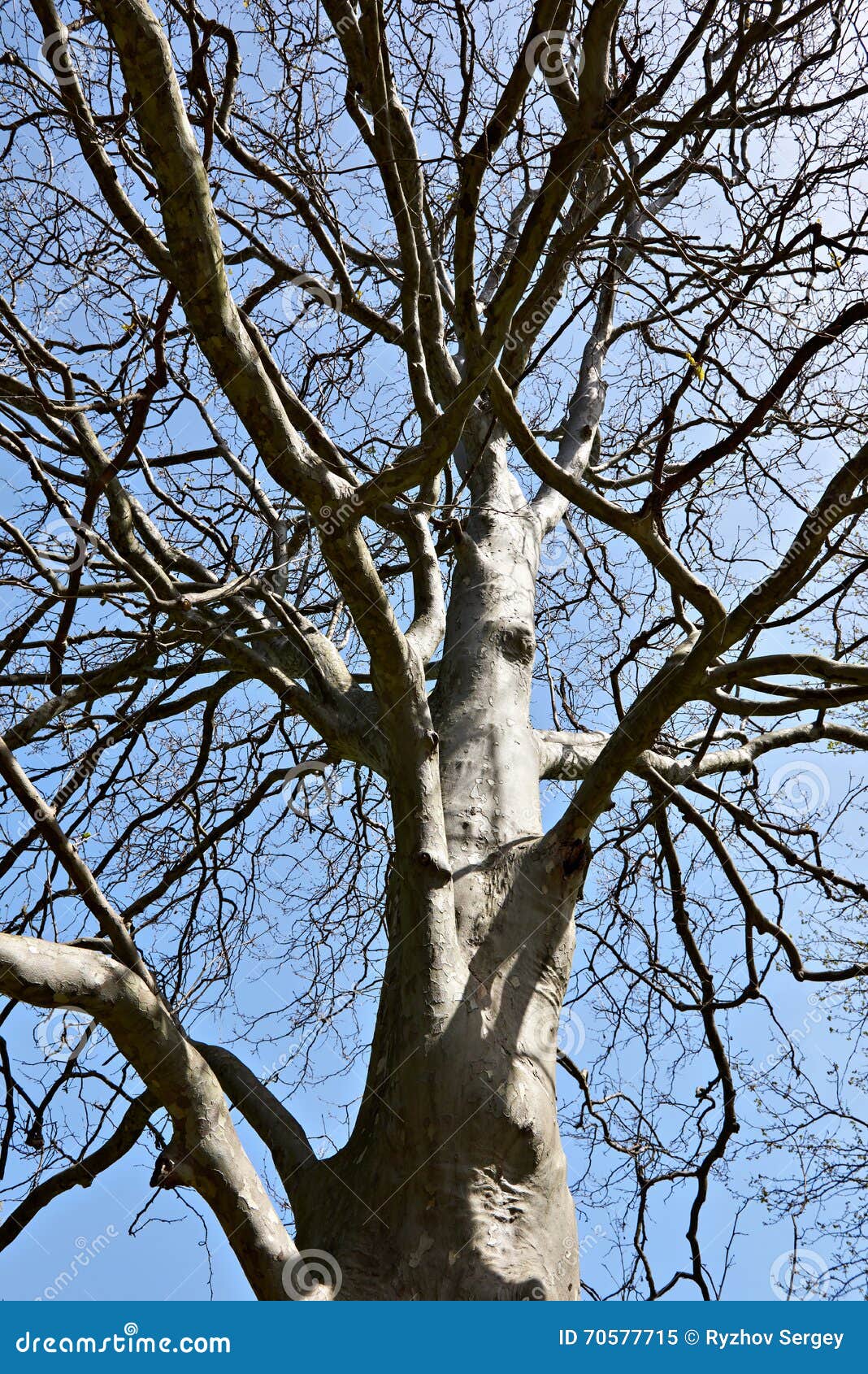 Big tree without leaves stock image. Image of spring - 70577715