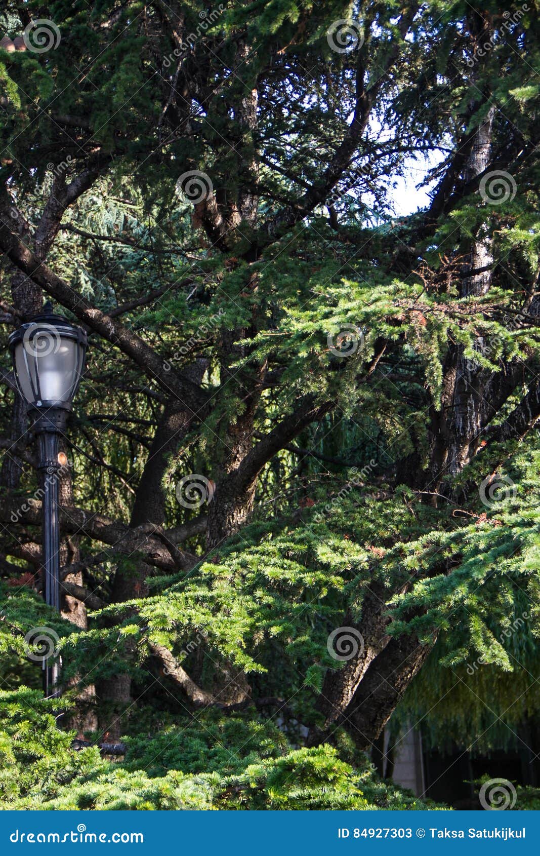 Big tree and light pole stock image. Image of environment - 84927303