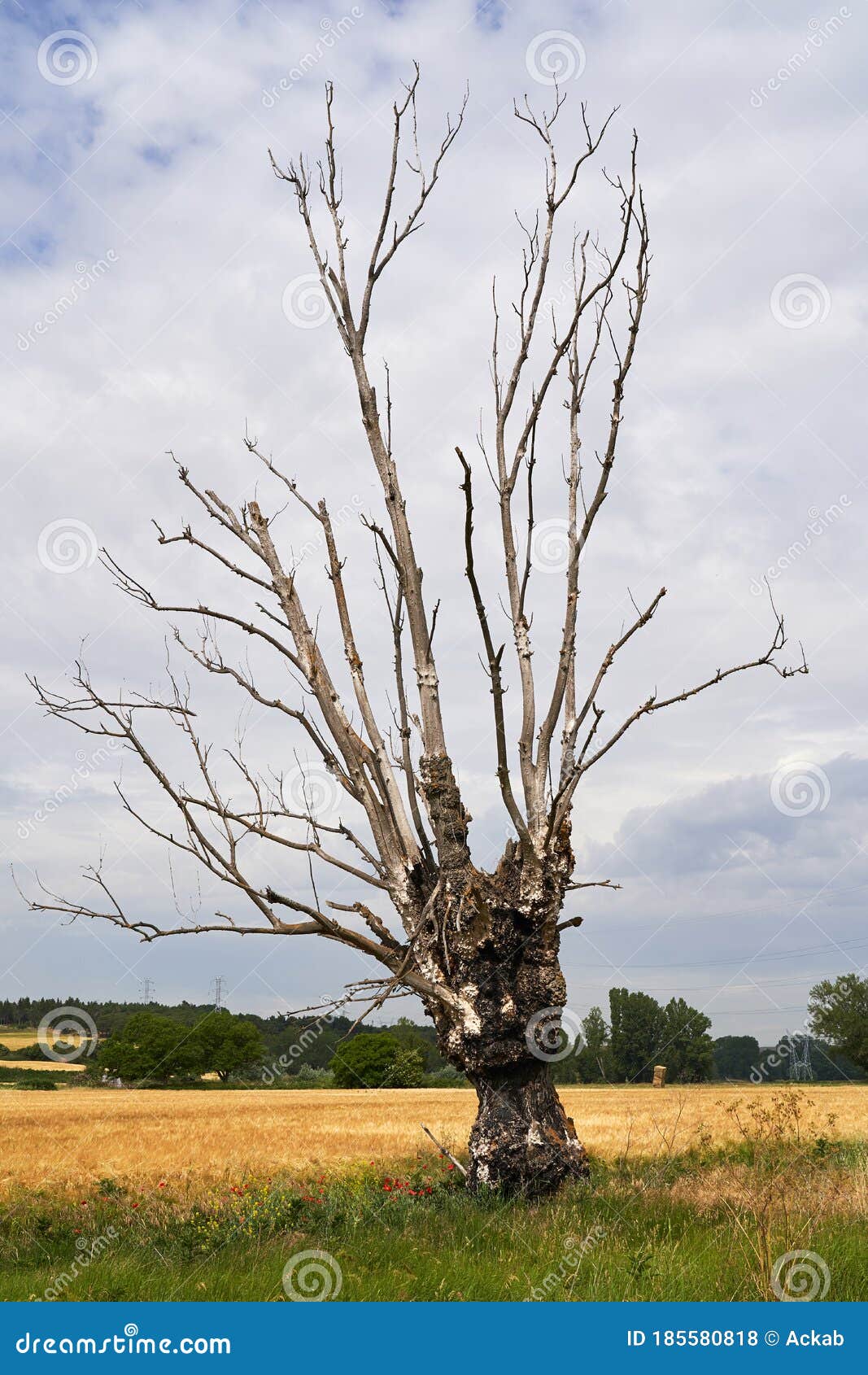 Big Tree Lonely with No Leafs in a Yellow Wheat Field Stock Photo ...