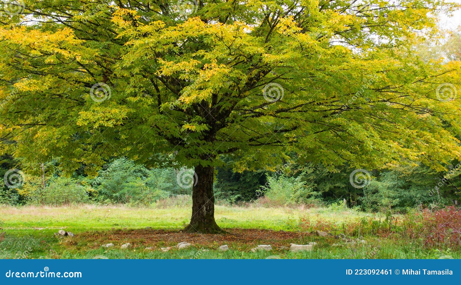 Big Tree with Long Branches in Autumn Stock Image - Image of outdoor ...