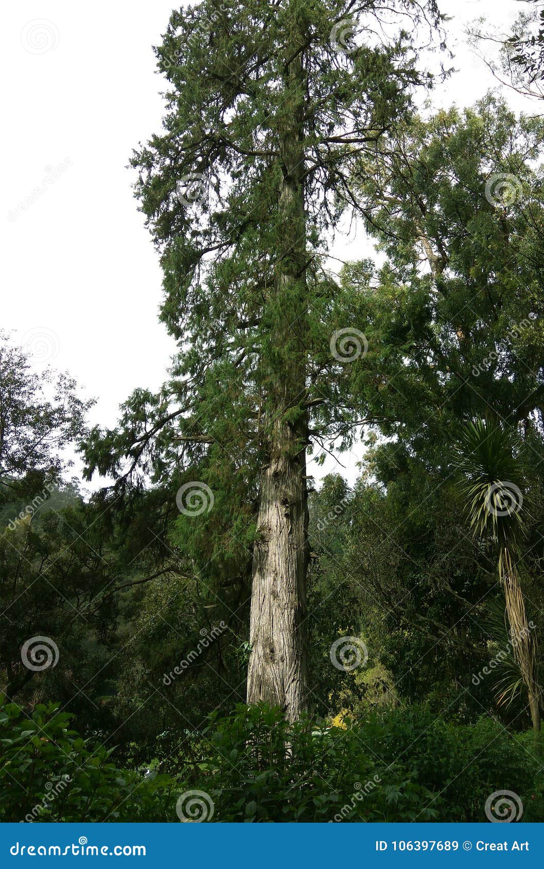 Big tree.Long tree. stock image. Image of naure, forest - 106397689
