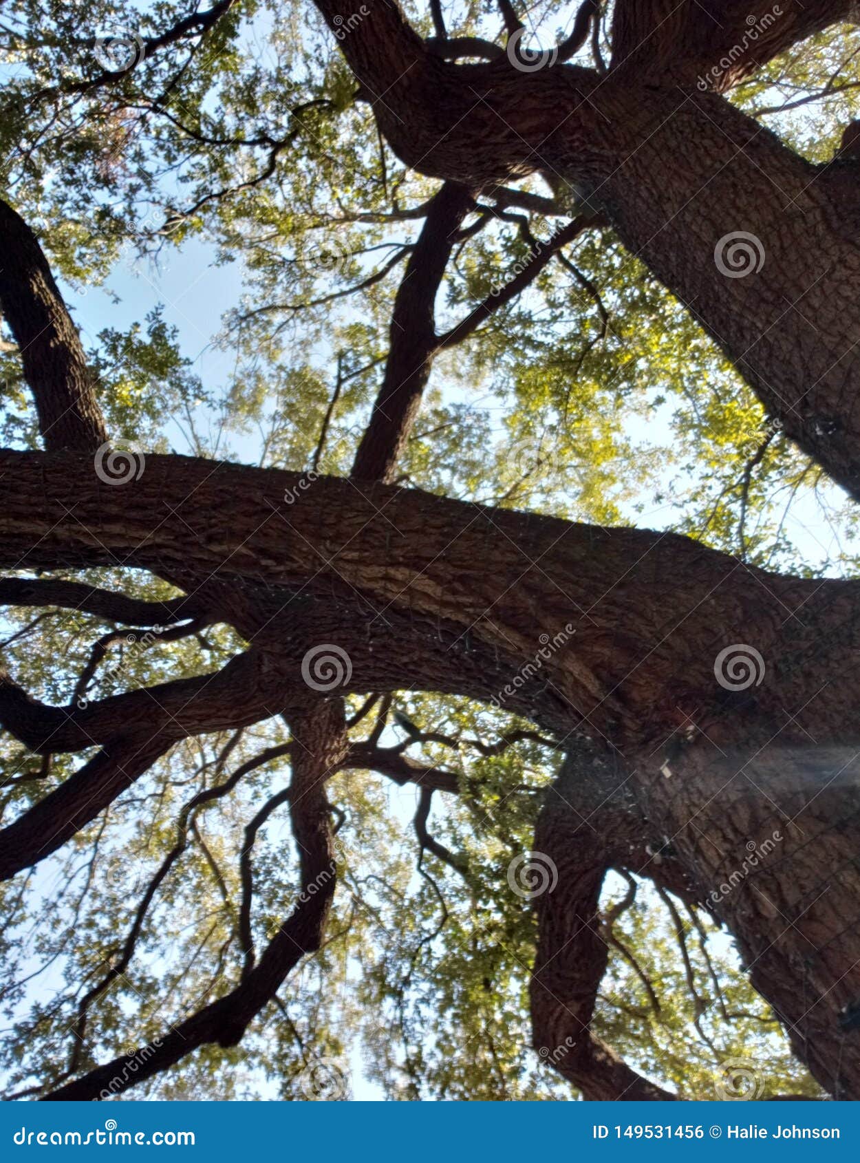 Big tree looking up stock photo. Image of outside, looking - 149531456