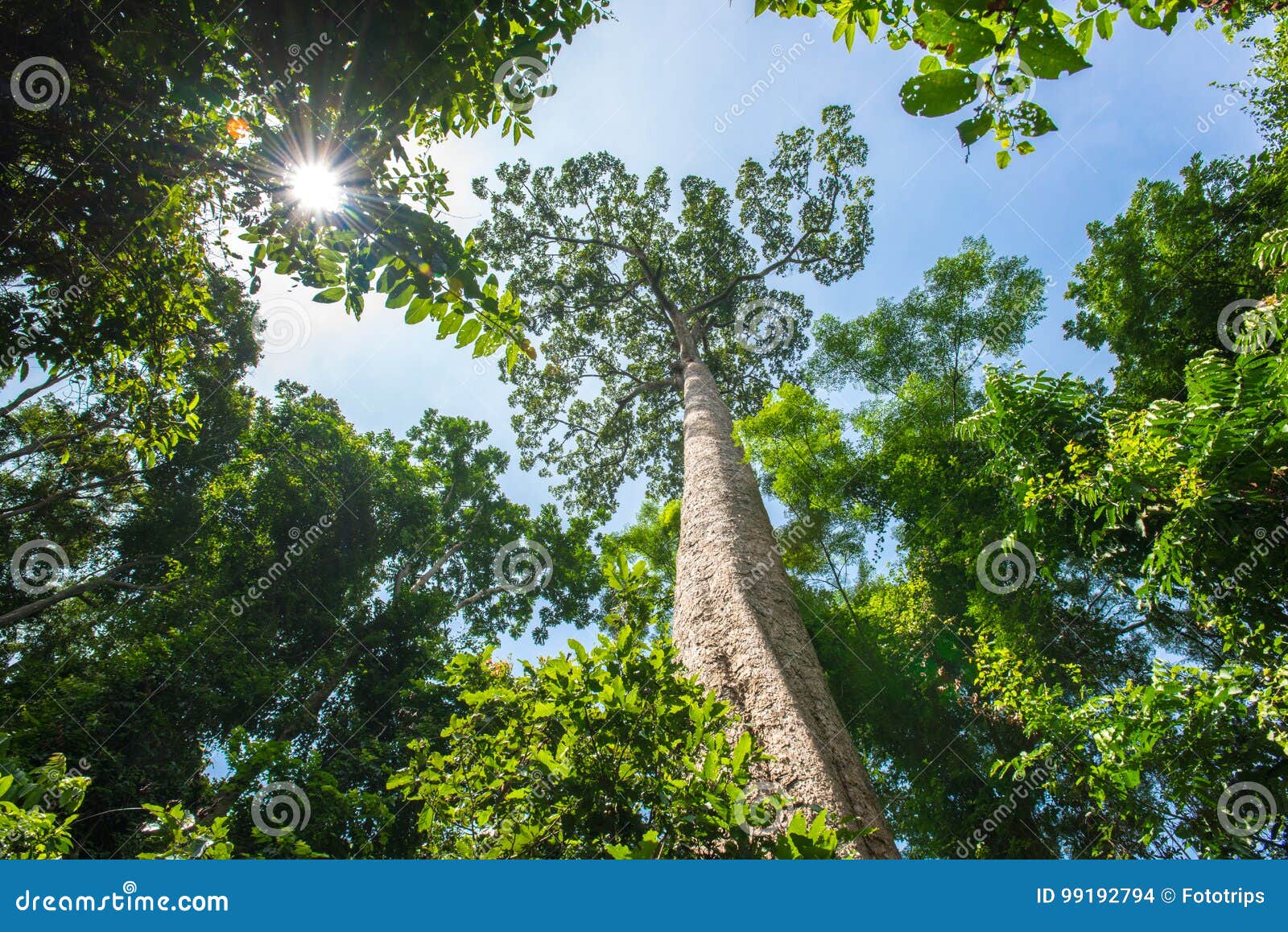 Big Tree : Looking Up Large Tree Remaining in the Wild Today. Stock ...