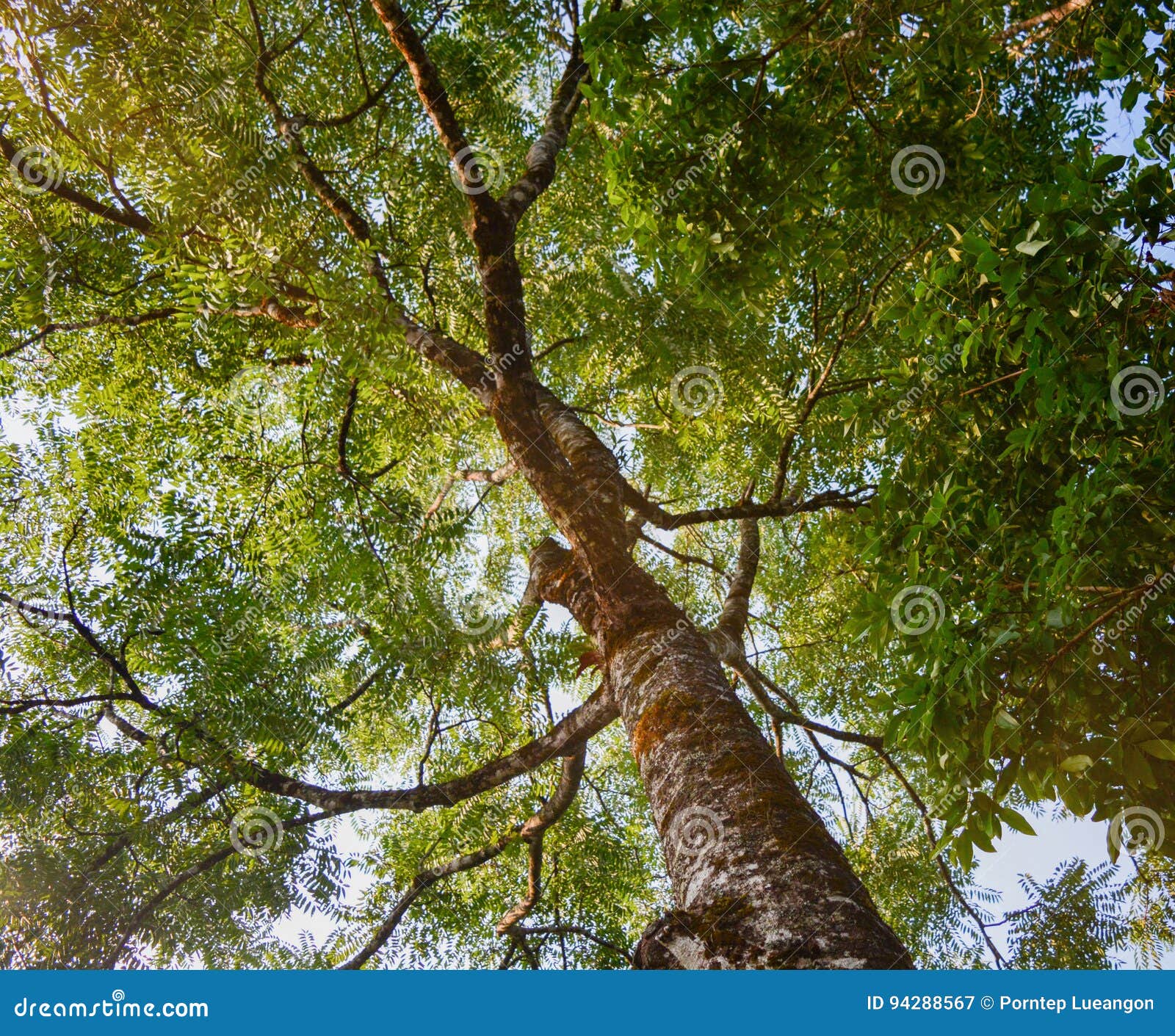 Big Tree Low Angle View.Under the Tree in Forest Stock Image - Image of ...