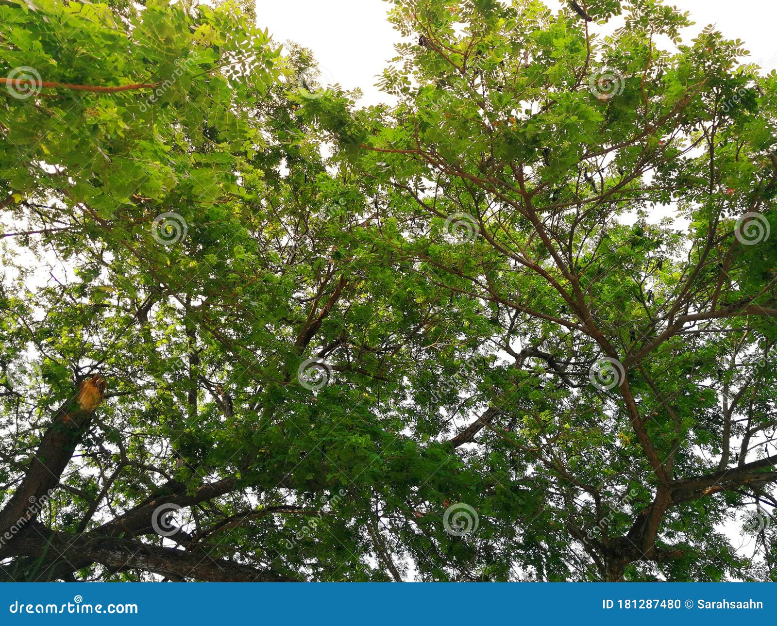 Big Tree with Lush Foliages and Long Branches. Stock Photo - Image of ...