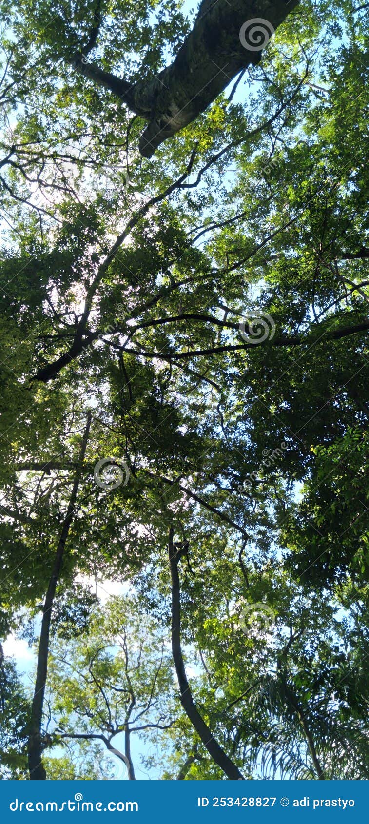 Big Tree with Lush Leaves in the Zoo Stock Image - Image of leaves ...