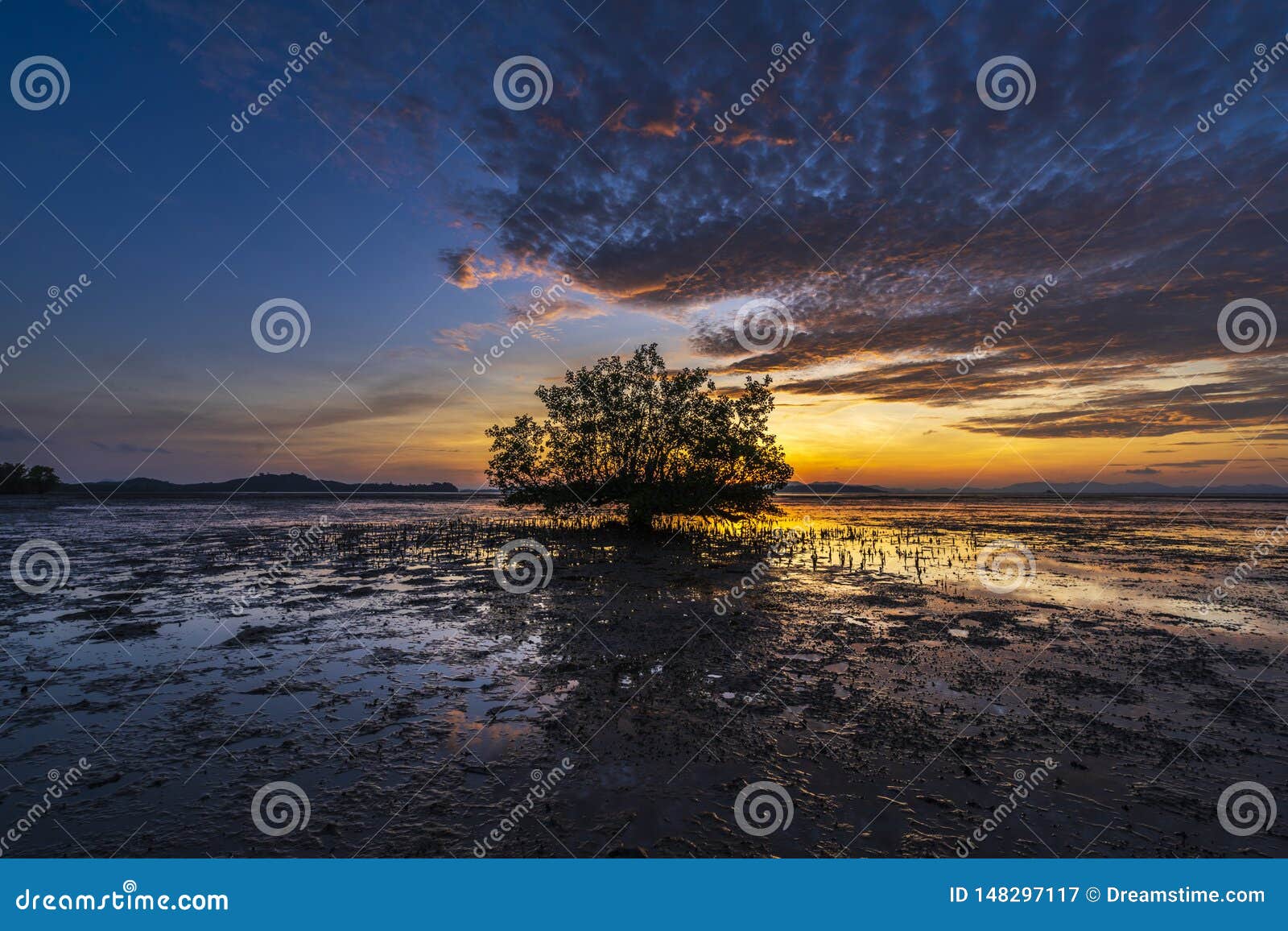 A Big Tree in the Mangrove Forest Stock Image - Image of beach ...