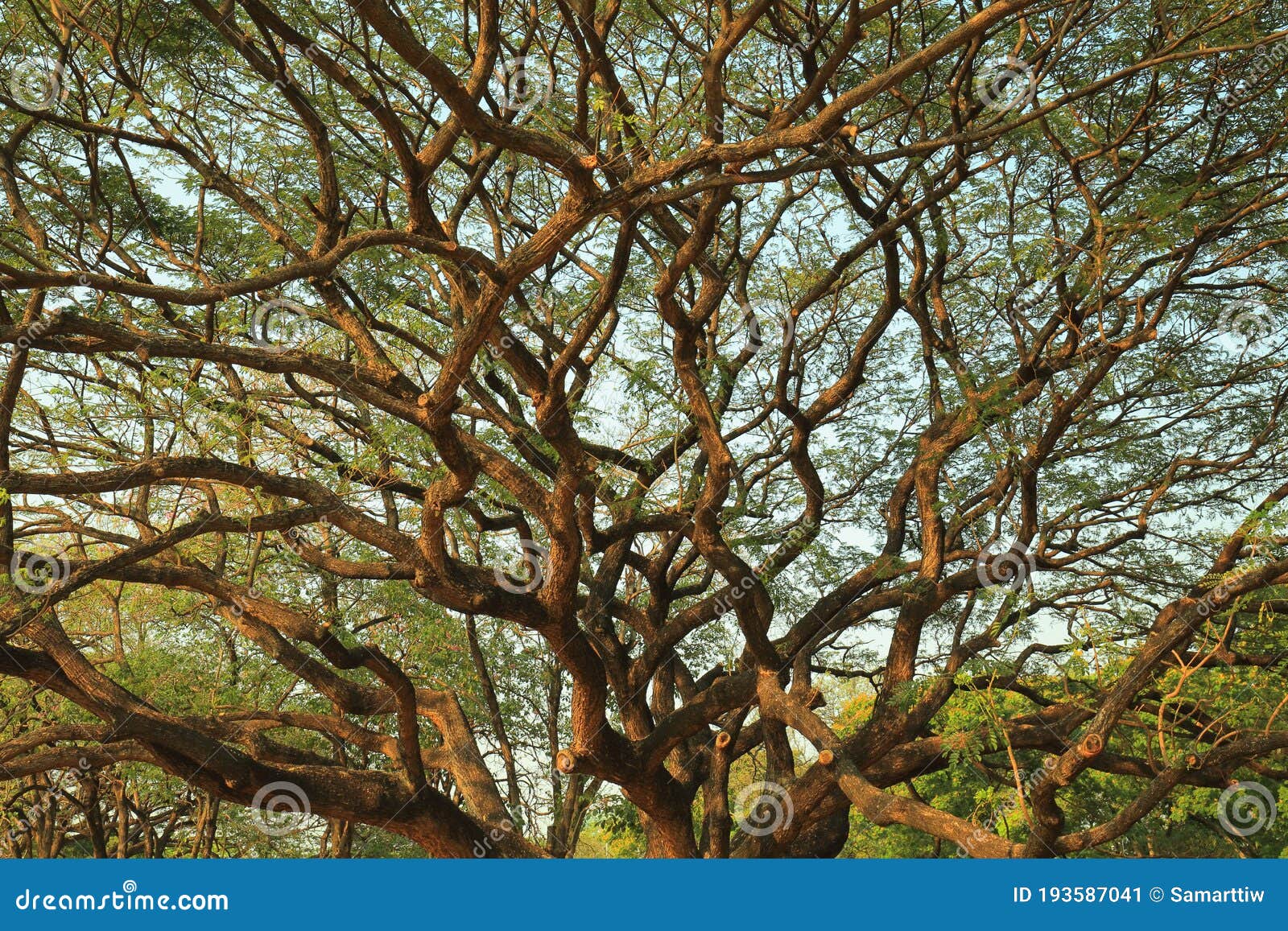 Big Tree with Many Branches in the Time of Sunshine Stock Image - Image ...