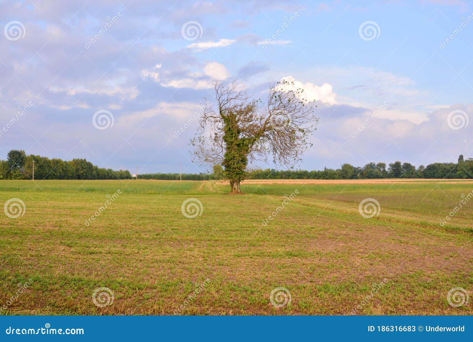 Big Tree in Meadow , Digitally Created Photo Image Stock Image - Image ...