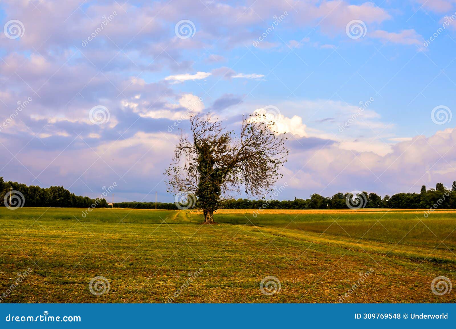 Big tree in meadow stock photo. Image of lonely, horizon - 309769548