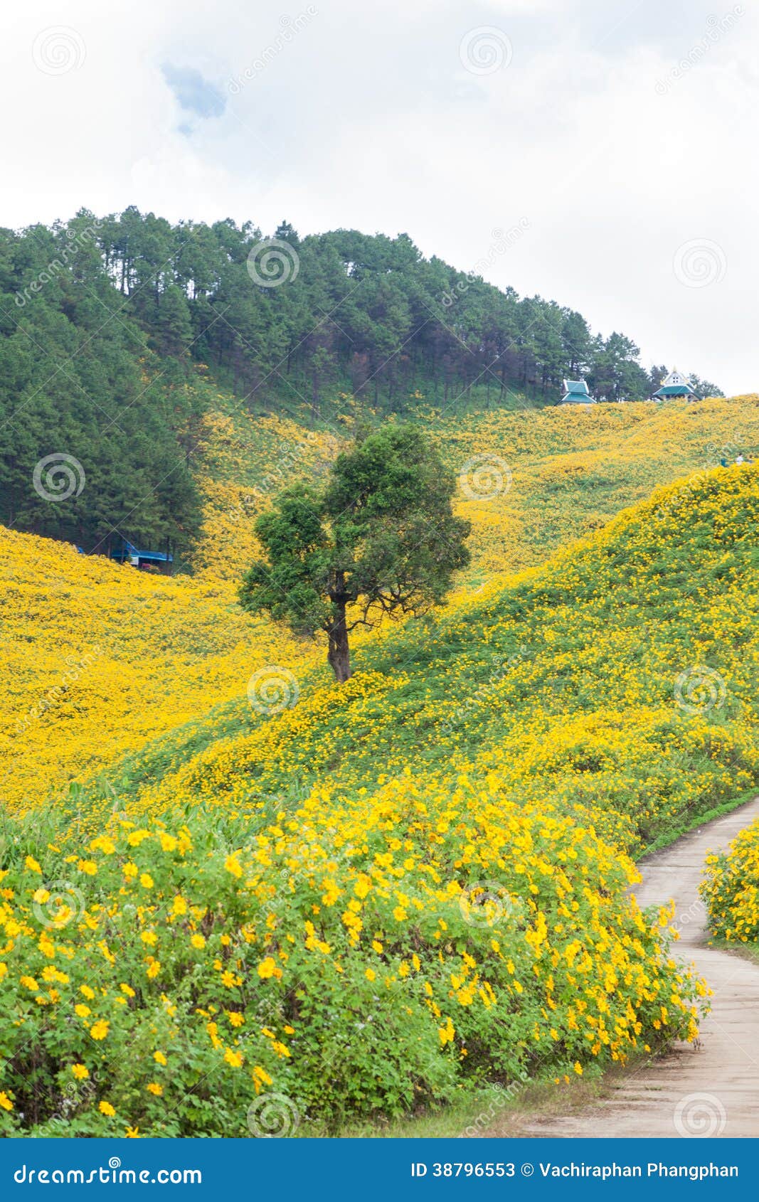 Big Tree in the Middle of a Field of Flowers. Stock Image - Image of ...