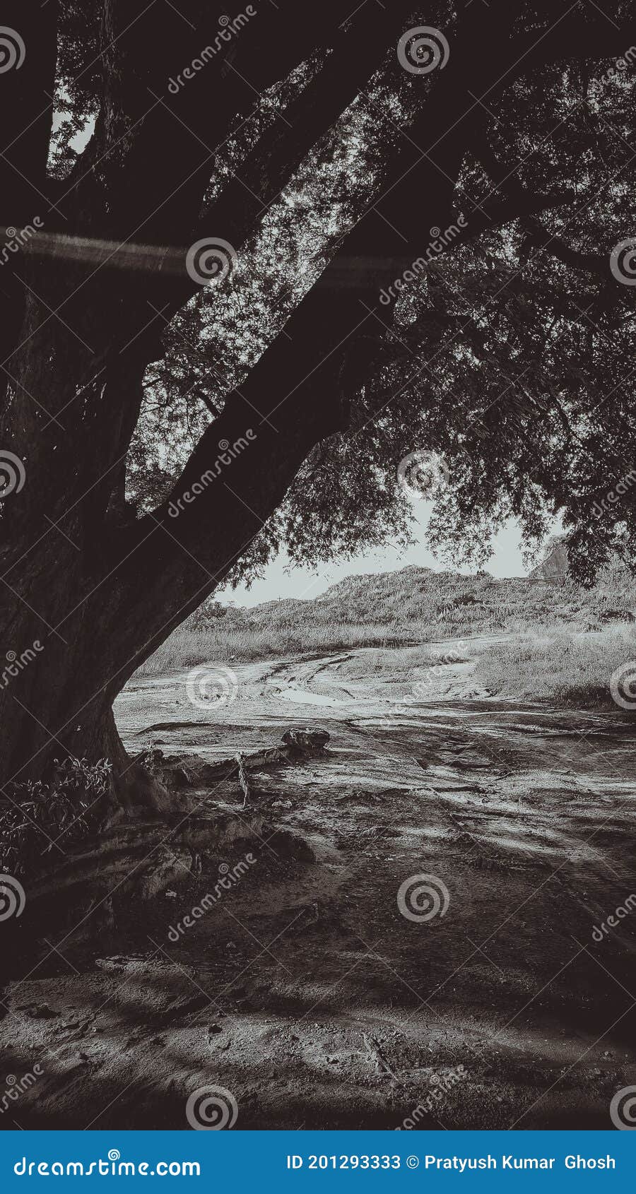 A Big Tree Middle of the Forest Stock Image - Image of green, park ...