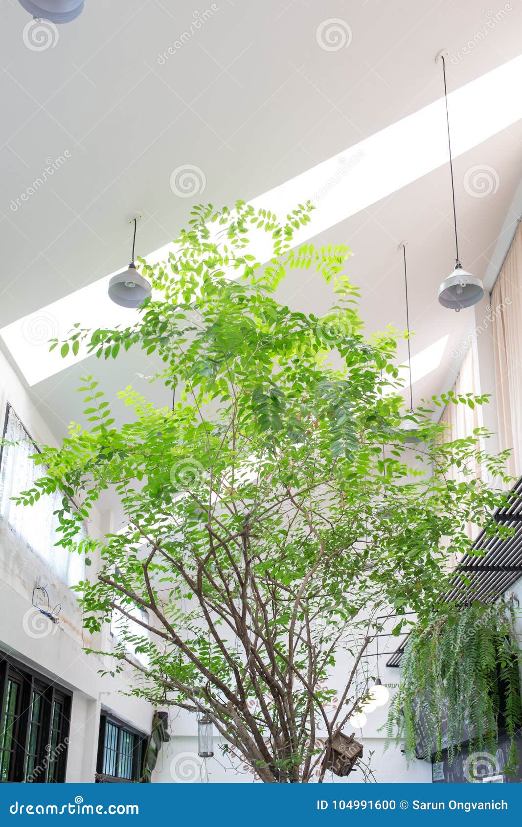 Big Tree Middle of the House Stock Photo - Image of light, elegance ...