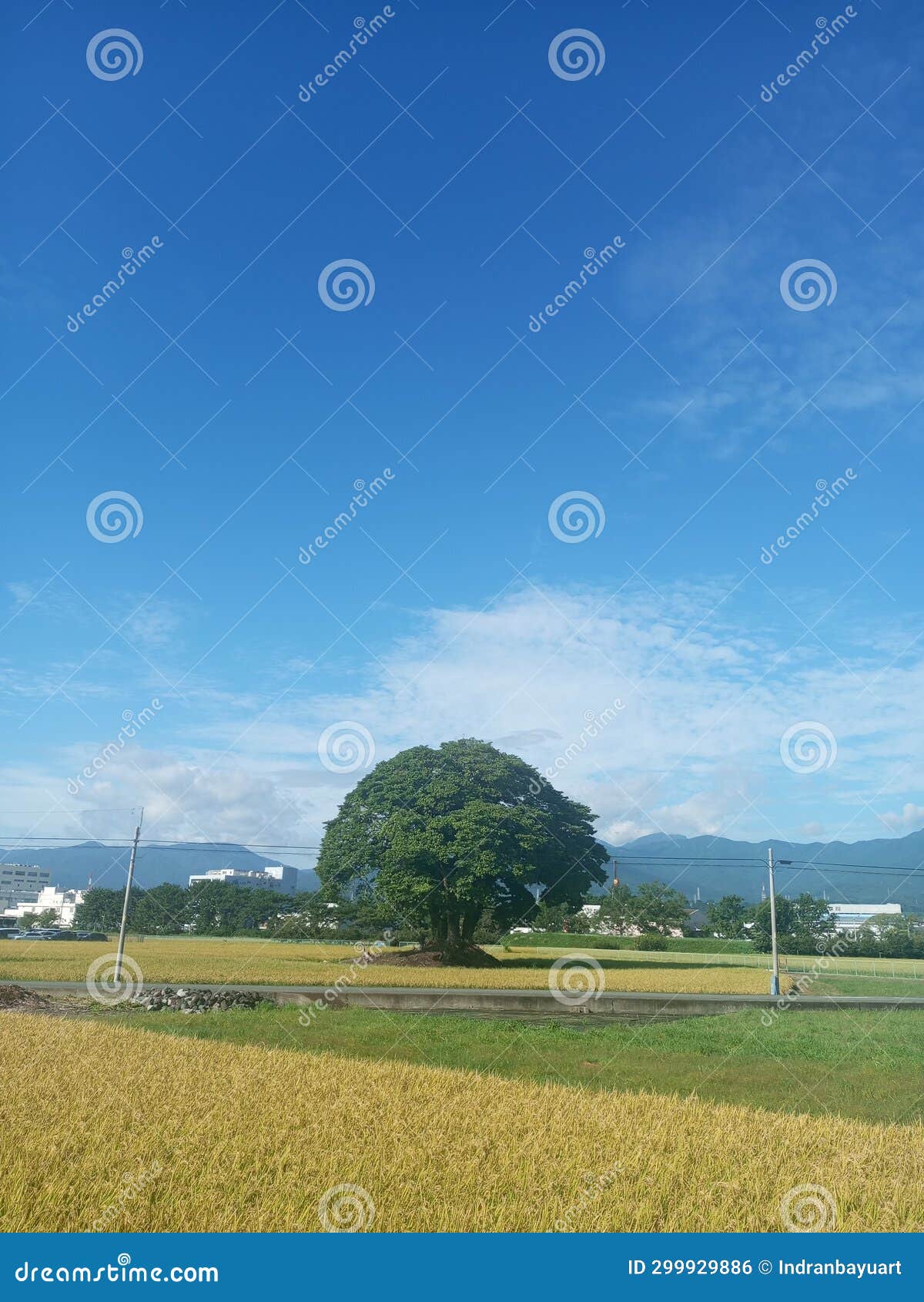 Big Tree in the Middle of Rice Fields Under the Blue Sky Stock Photo ...