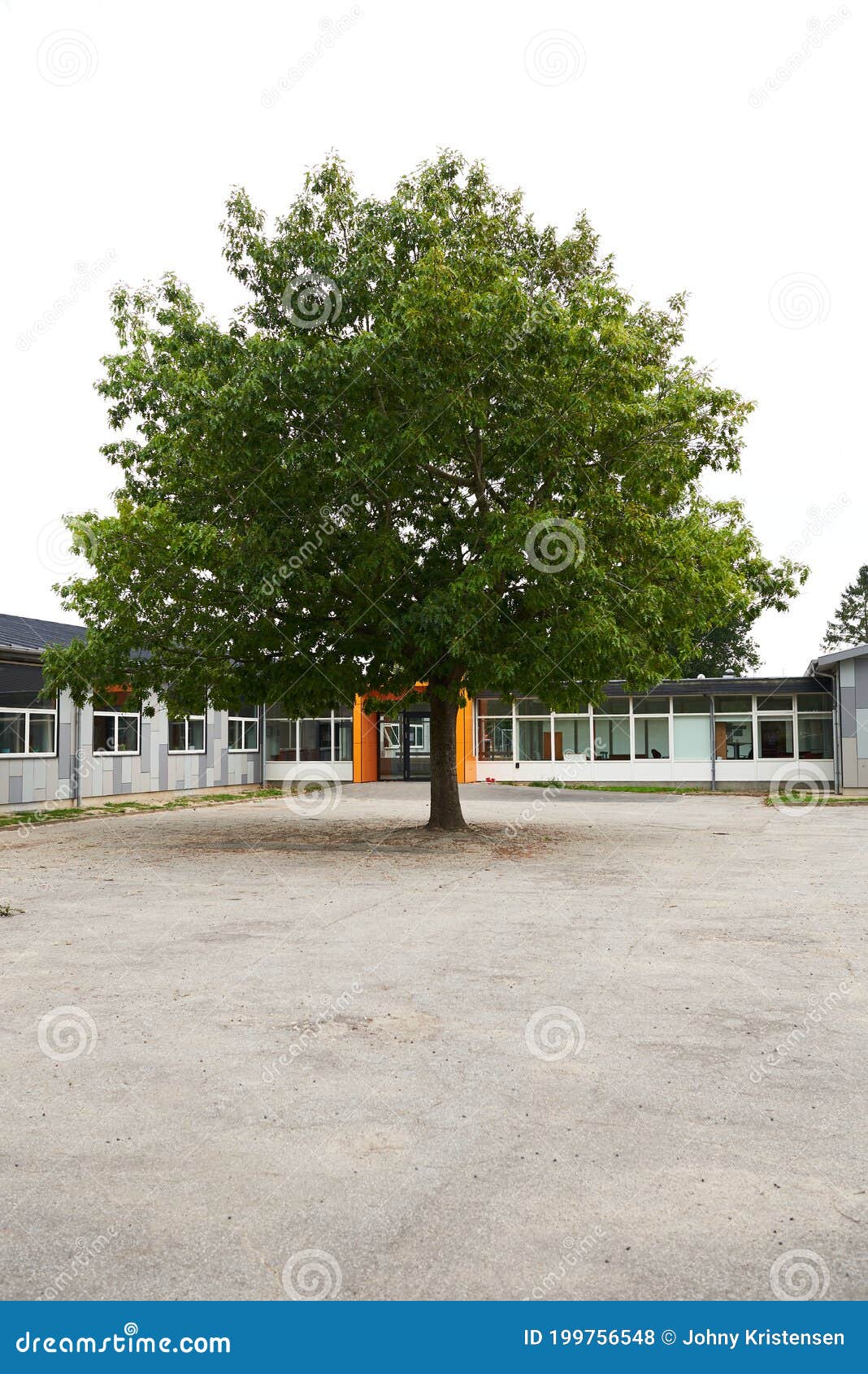 A Big Tree in the Middle of the School Backyard Stock Photo - Image of ...