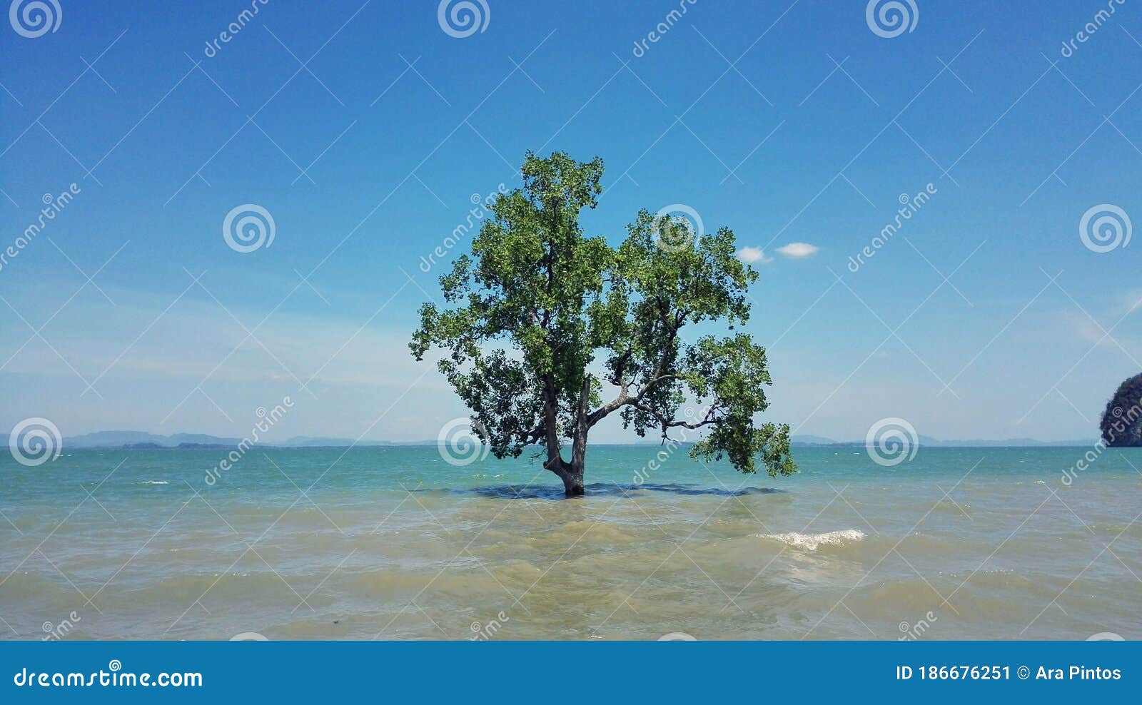 Big Tree in the Middle of Sea Stock Image - Image of warm, coast: 186676251