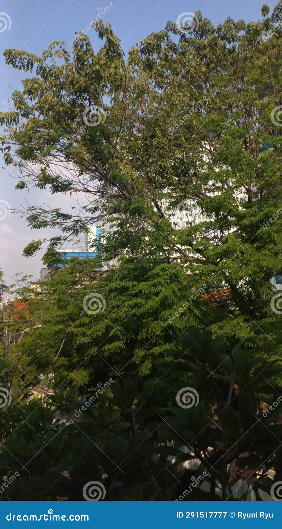 Big Tree in the Middle of a Tall Building Stock Image - Image of tall ...