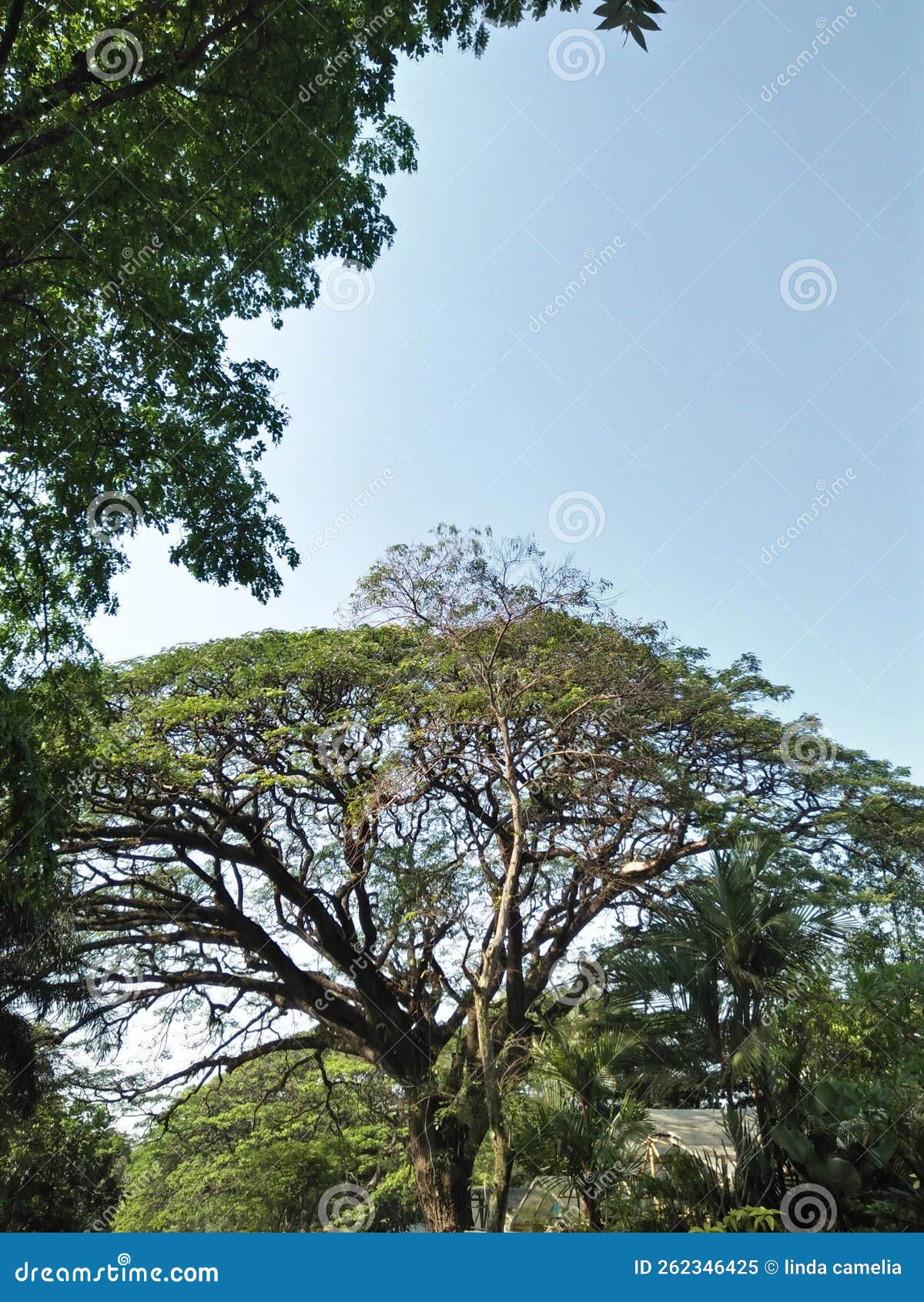 Big Tree in the Middle of Town Stock Image - Image of town, garden ...
