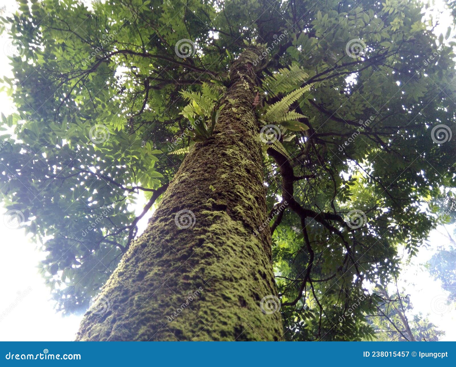Big tree on the moss stock image. Image of flower, vegetation - 238015457