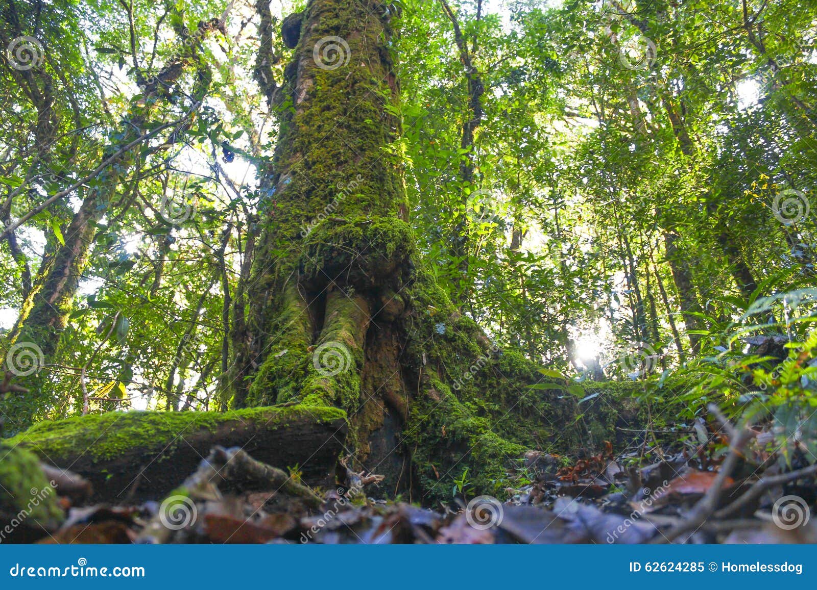 Big Tree and Moss in the Forests,Rain-forest Stock Image - Image of ...