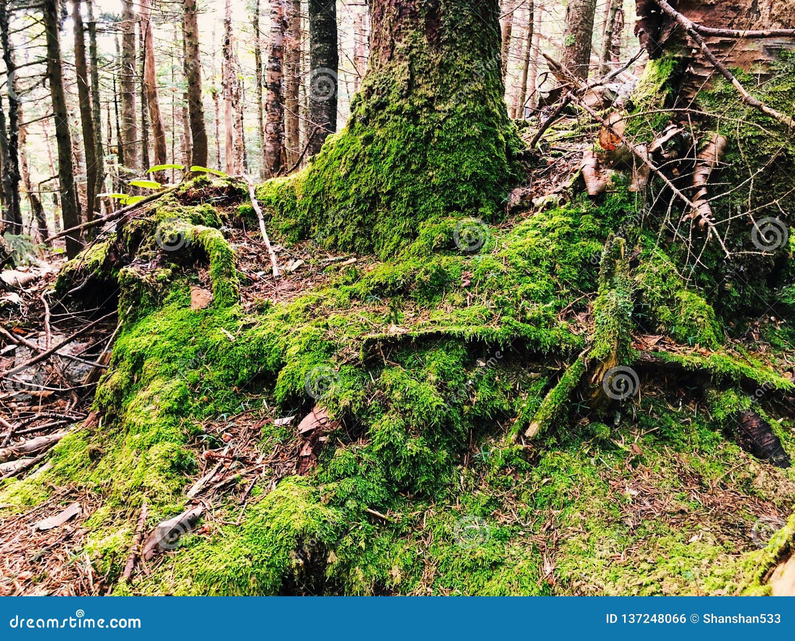 A Big Tree with Moss Growing on the Root in the Woods Stock Photo ...