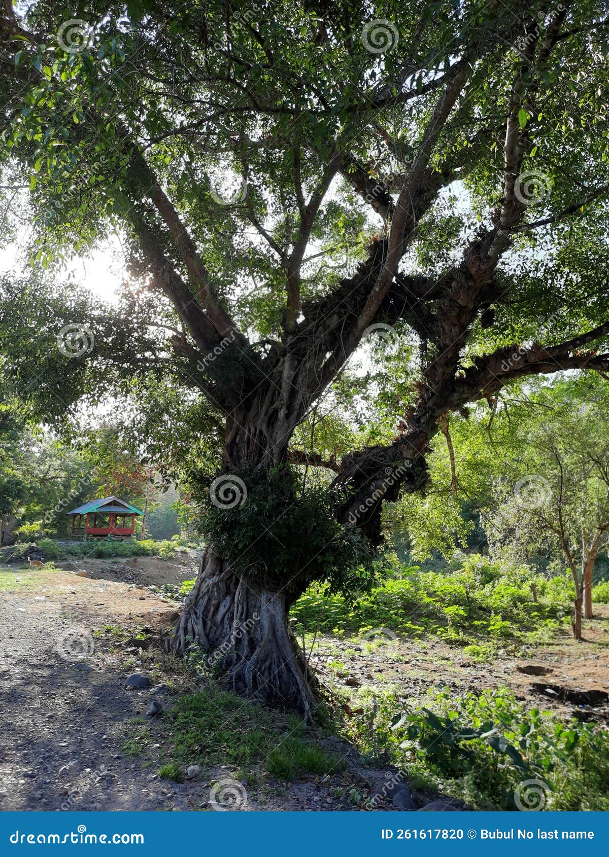 Big Tree with Moss in the Morning Stock Photo - Image of plant, garden ...