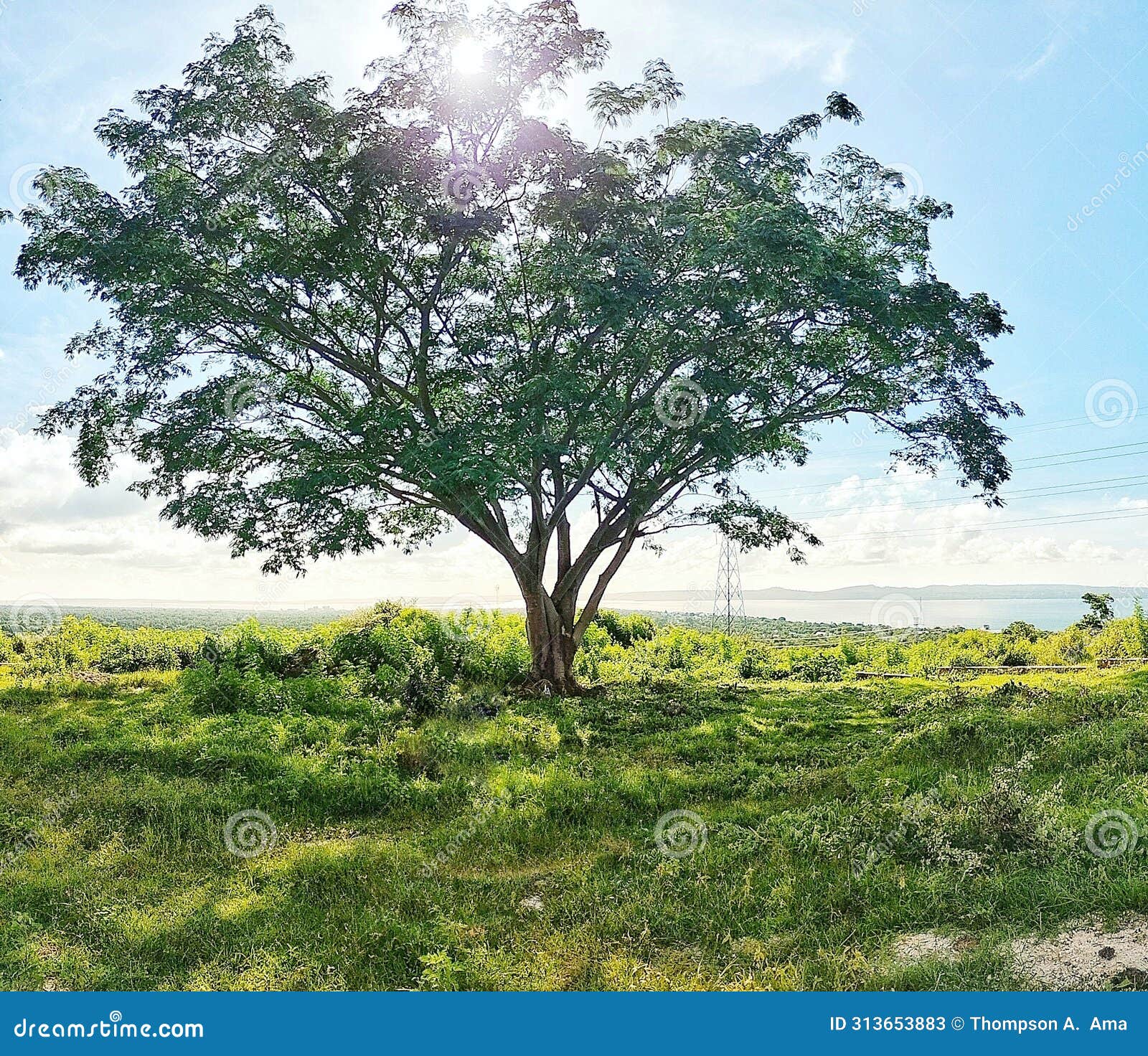 Big Tree on Mountain for Background Aesthetic Stock Image - Image of ...