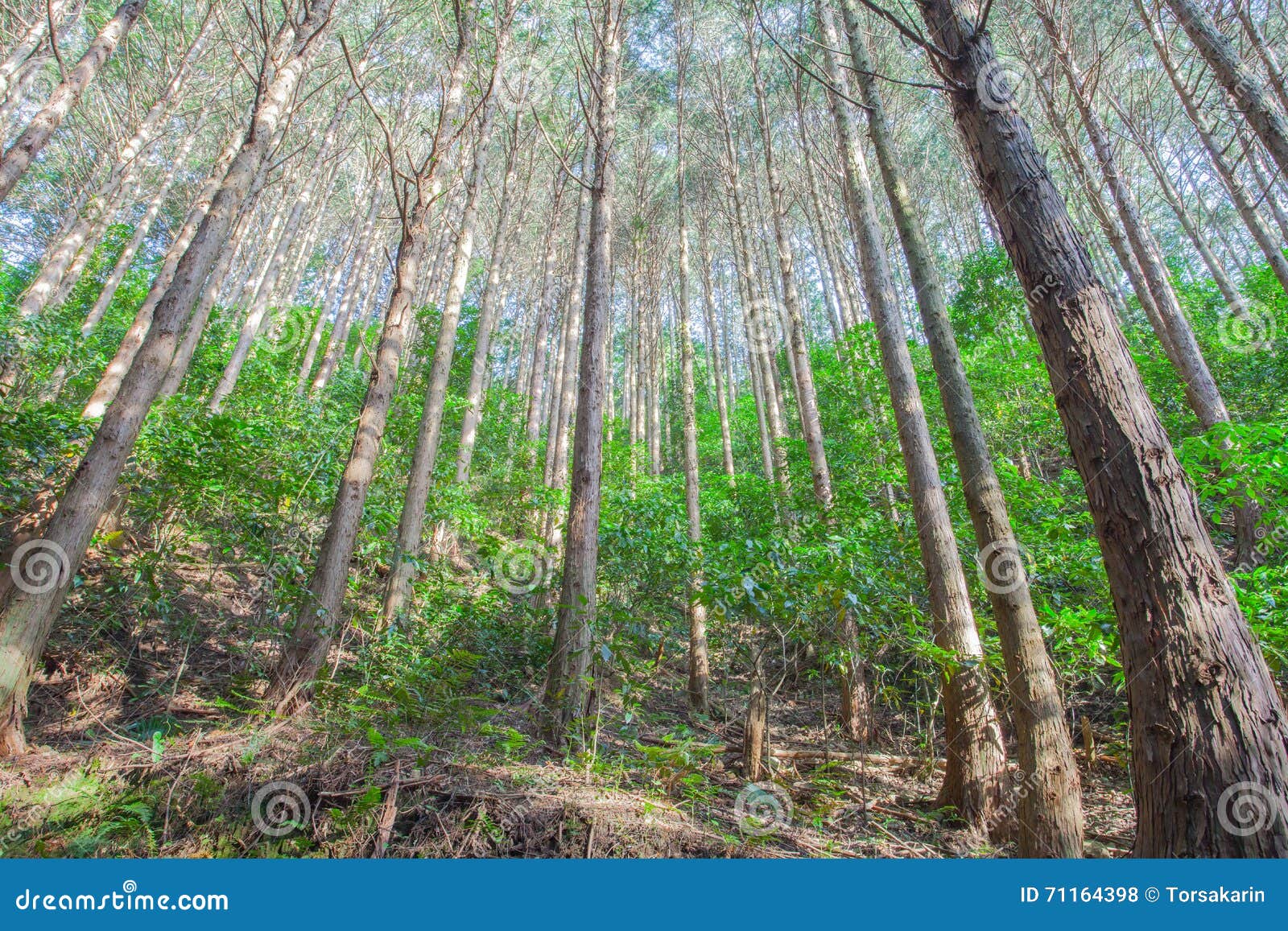 Big Tree at Mountain Forest Stock Photo - Image of summer, colorful ...