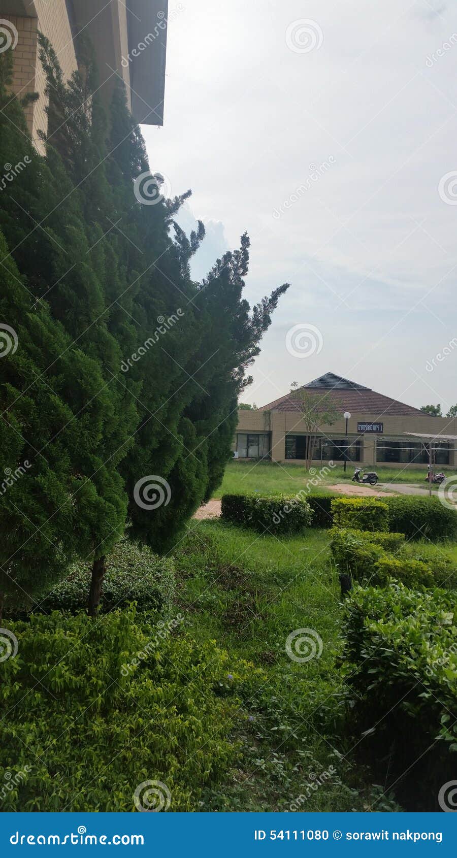 Big tree editorial image. Image of tree, high, school - 54111080