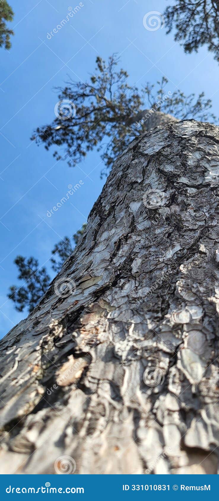 Big Tree în the Wildness with Daylight Stock Image - Image of tree ...
