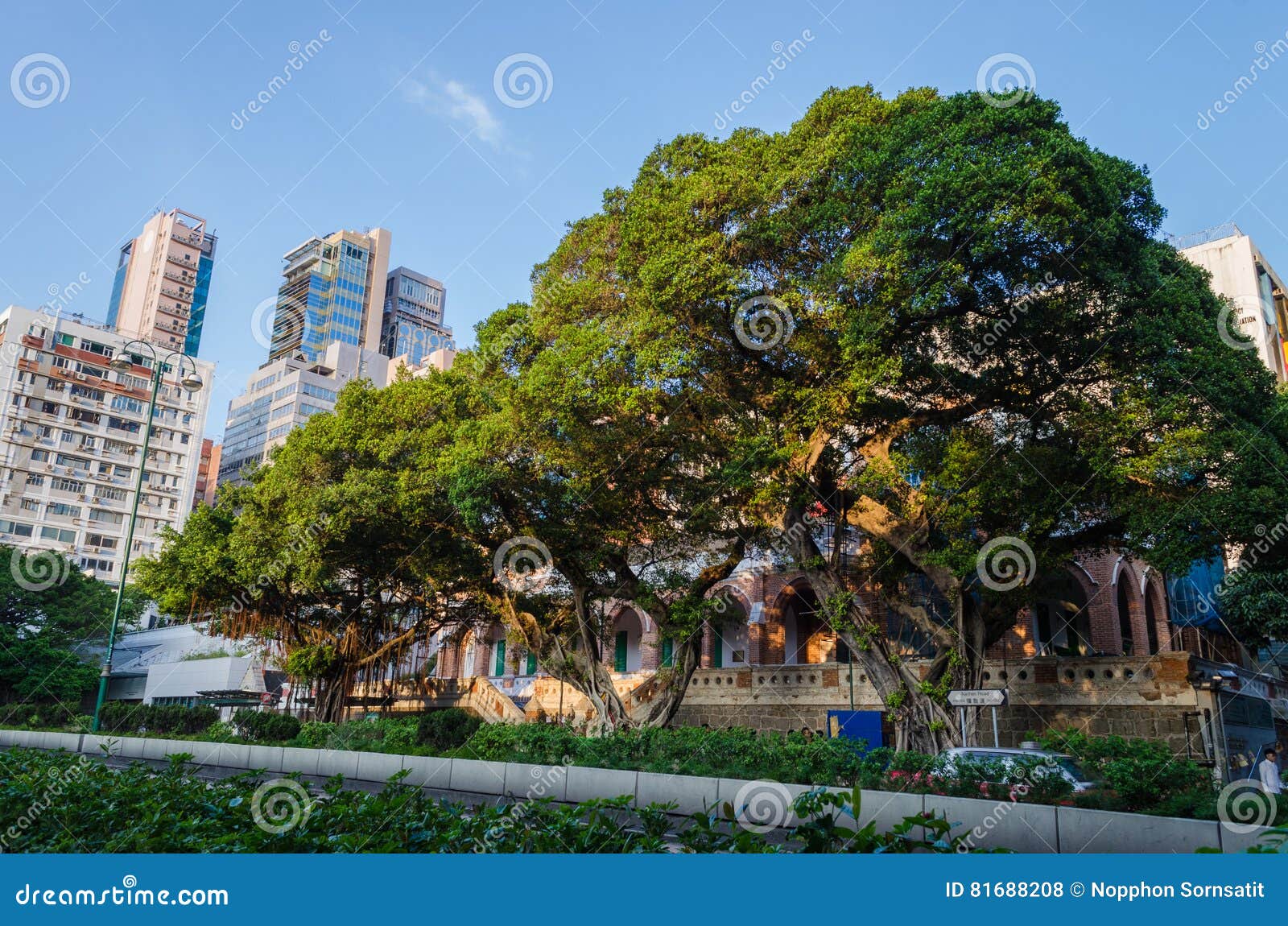 Big tree in Nathan road editorial stock photo. Image of tree - 81688208