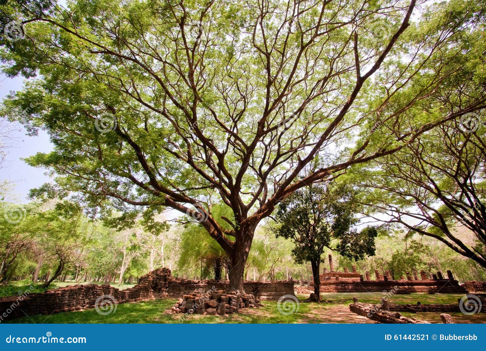 Big Tree in the National Park Thailand Stock Image - Image of spread ...