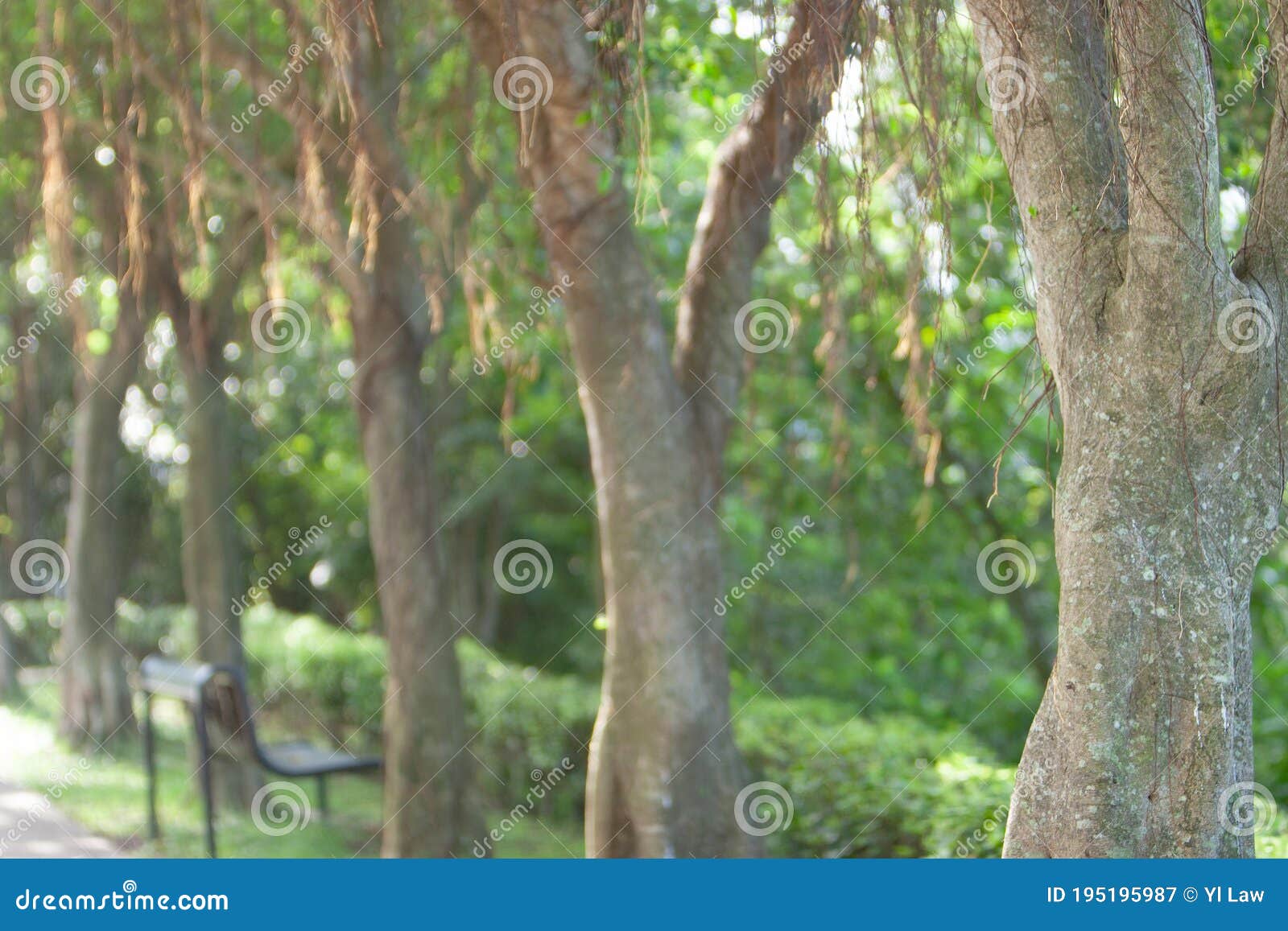 A Big Tree on the Nature at Outdoor Stock Image - Image of nature ...