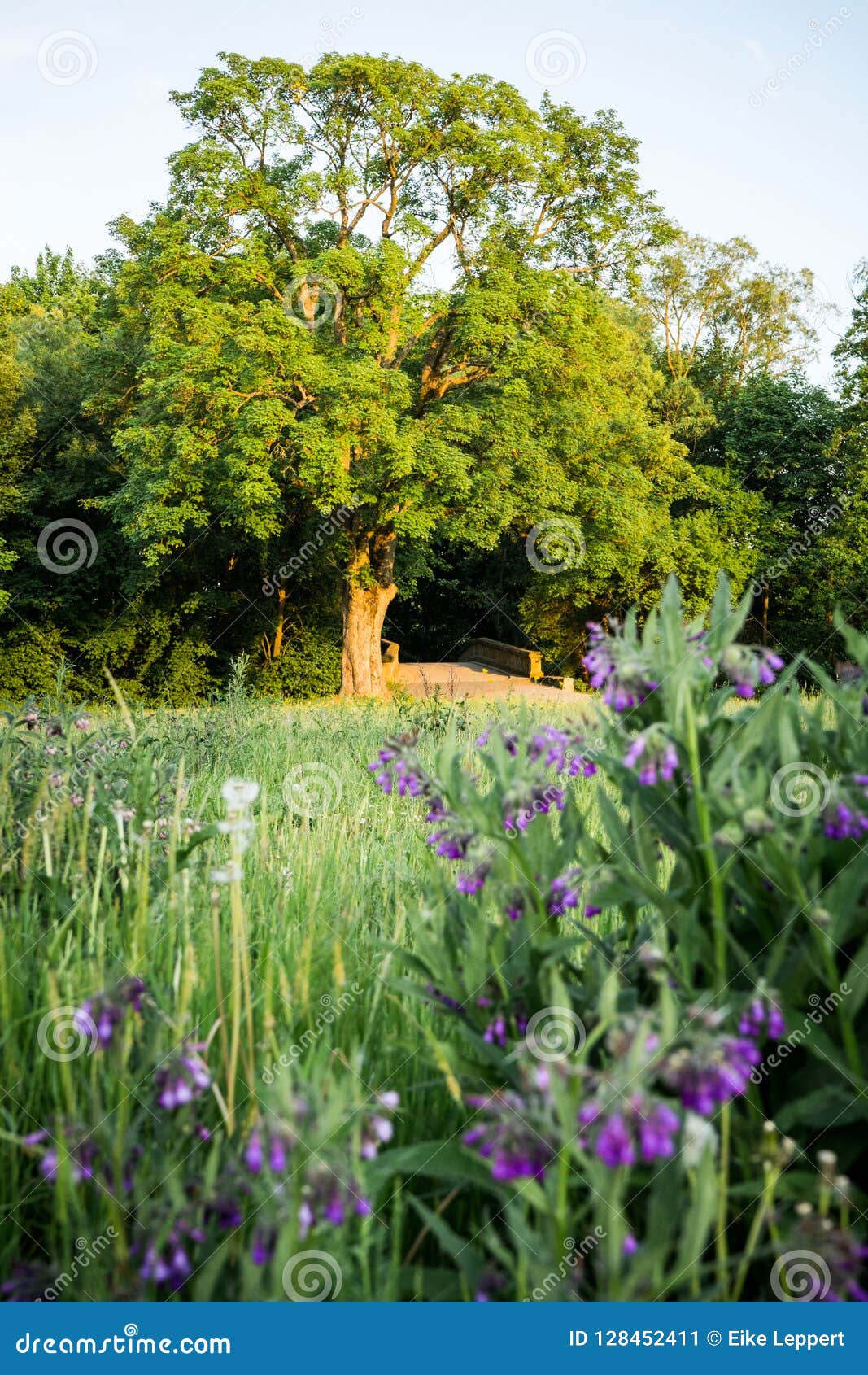Big Tree Near a Bridge with Blurred Flowers in the Foreground. Stock ...