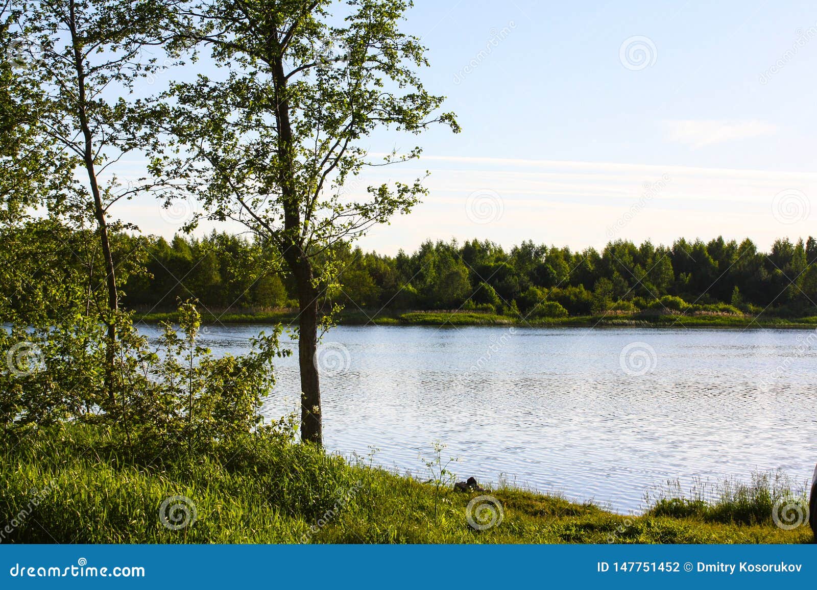 Big tree near the river stock photo. Image of park, forest - 147751452