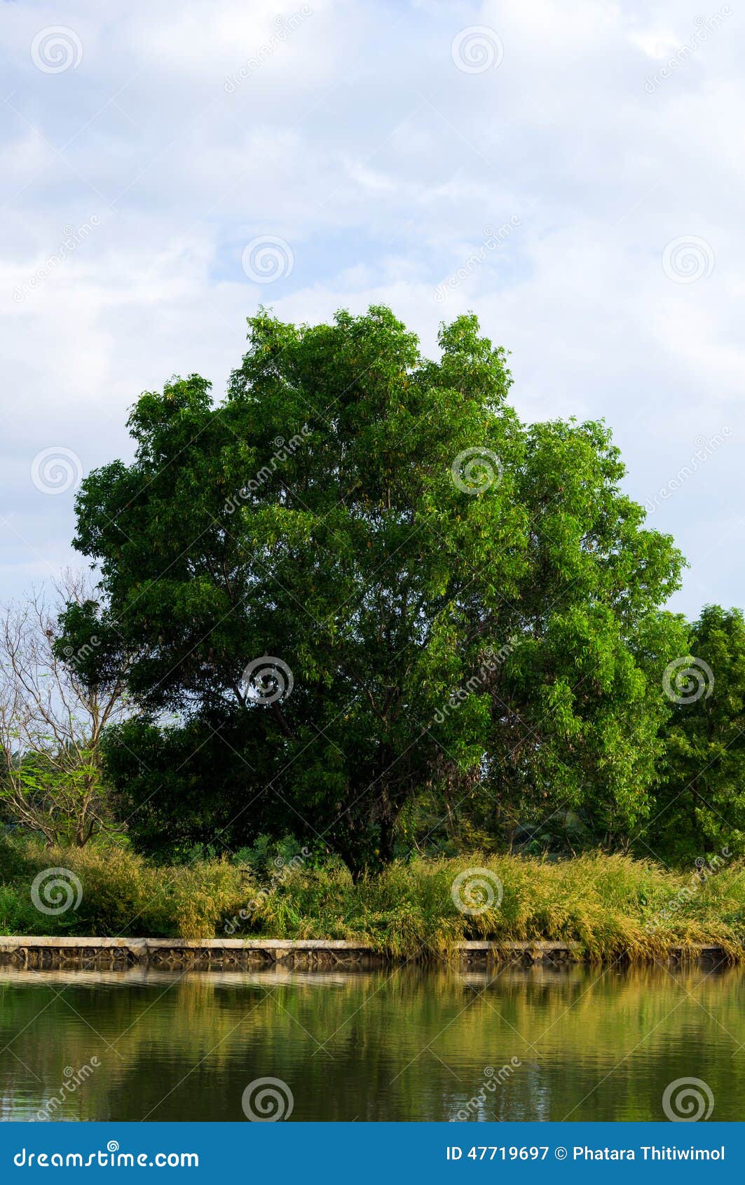 Big Tree stock image. Image of reflection, scenic, people - 47719697