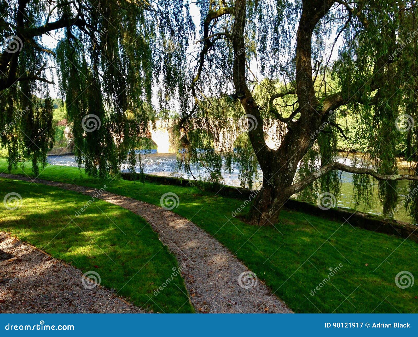 Big tree stock image. Image of relax, devon, wild, river - 90121917