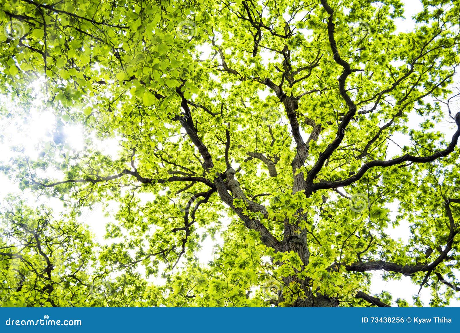 Big Tree with New Leaves in Summer Stock Photo - Image of outdoors ...