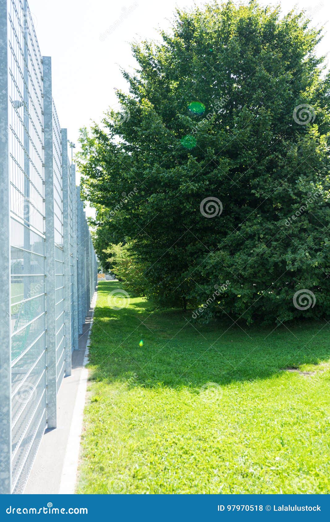 Big Tree Next To a Metal Fence Stock Photo - Image of beautiful, growth ...