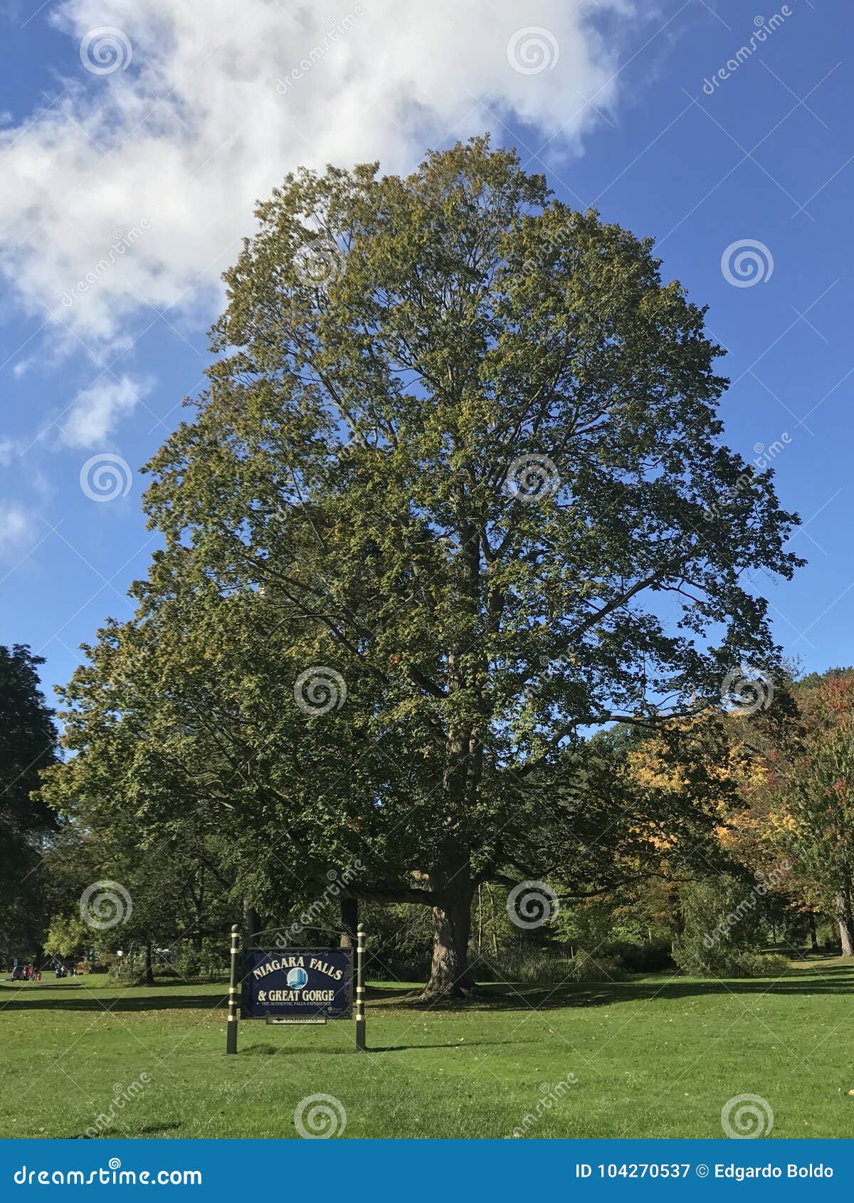Big tree niagara falls editorial photography. Image of morning - 104270537
