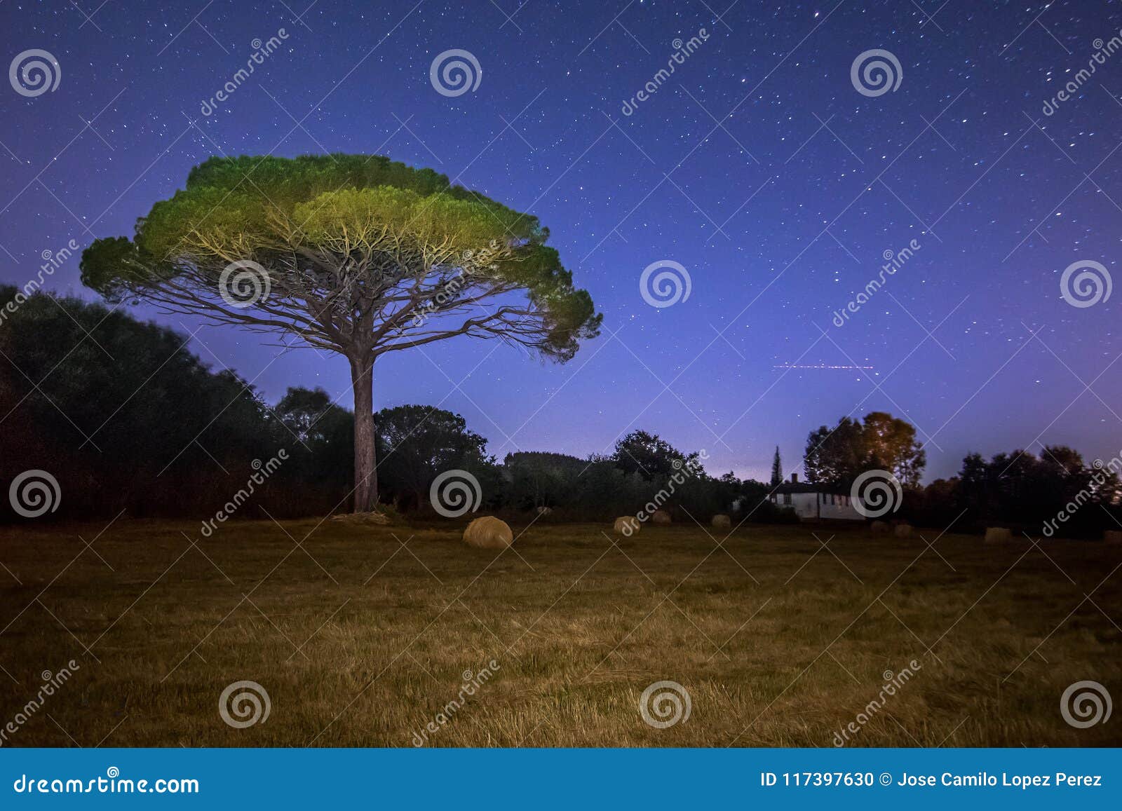 Big tree stock photo. Image of house, forest, tree, trees - 117397630