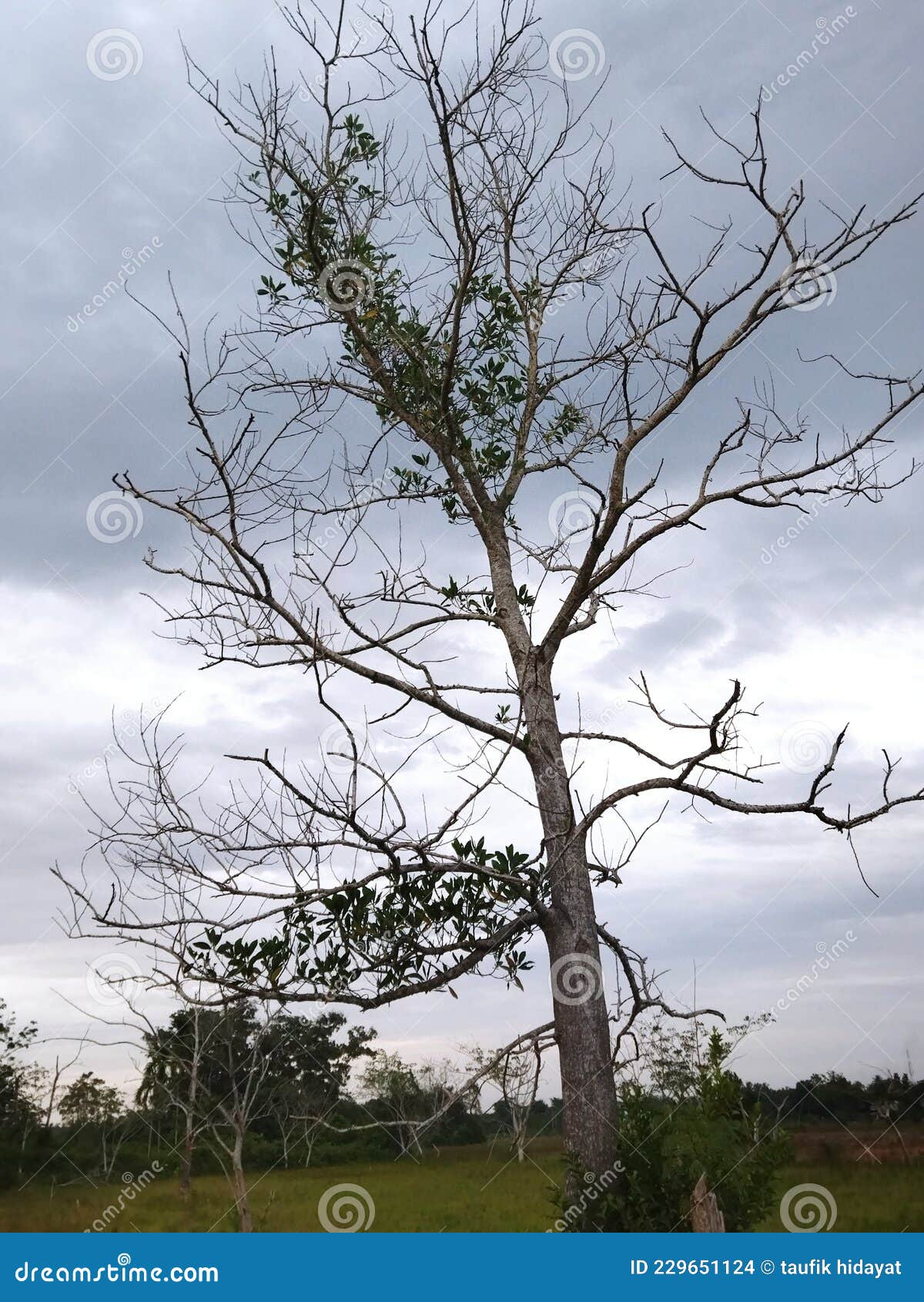 A big tree with no leaves stock photo. Image of wind - 229651124