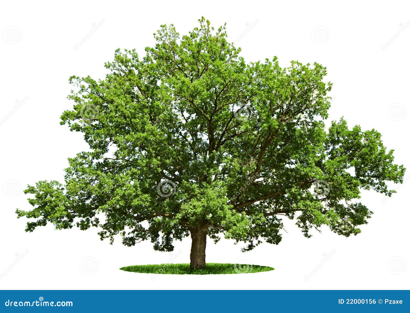Big Tree - Oak Isolated on a White Stock Photo - Image of leaves, color ...