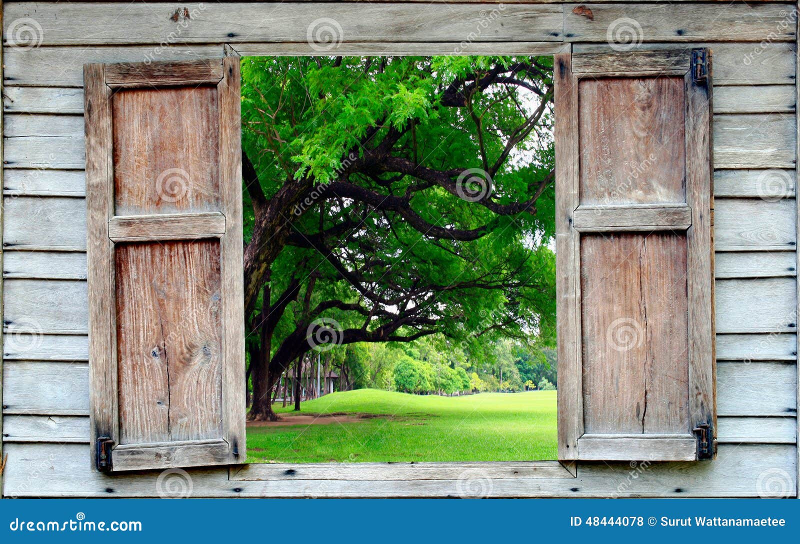 Big tree stock photo. Image of green, beautiful, landscape - 48444078