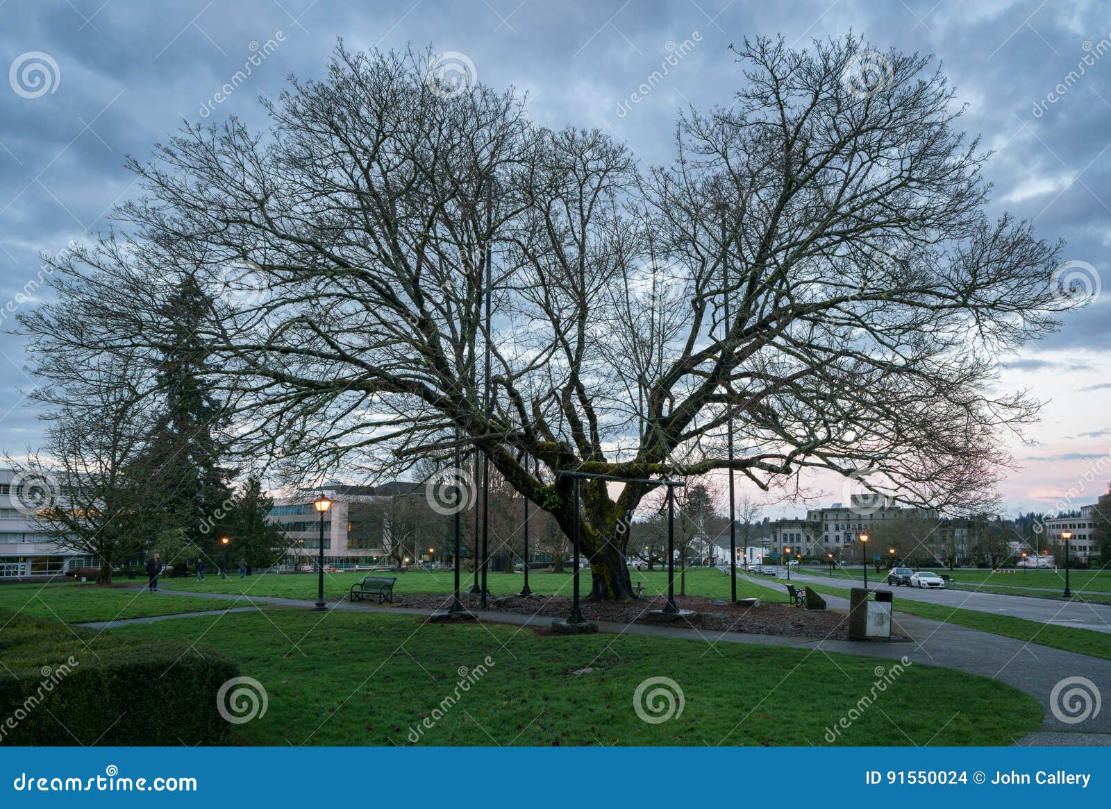 Big Tree Olympia stock photo. Image of tree, olympia - 91550024