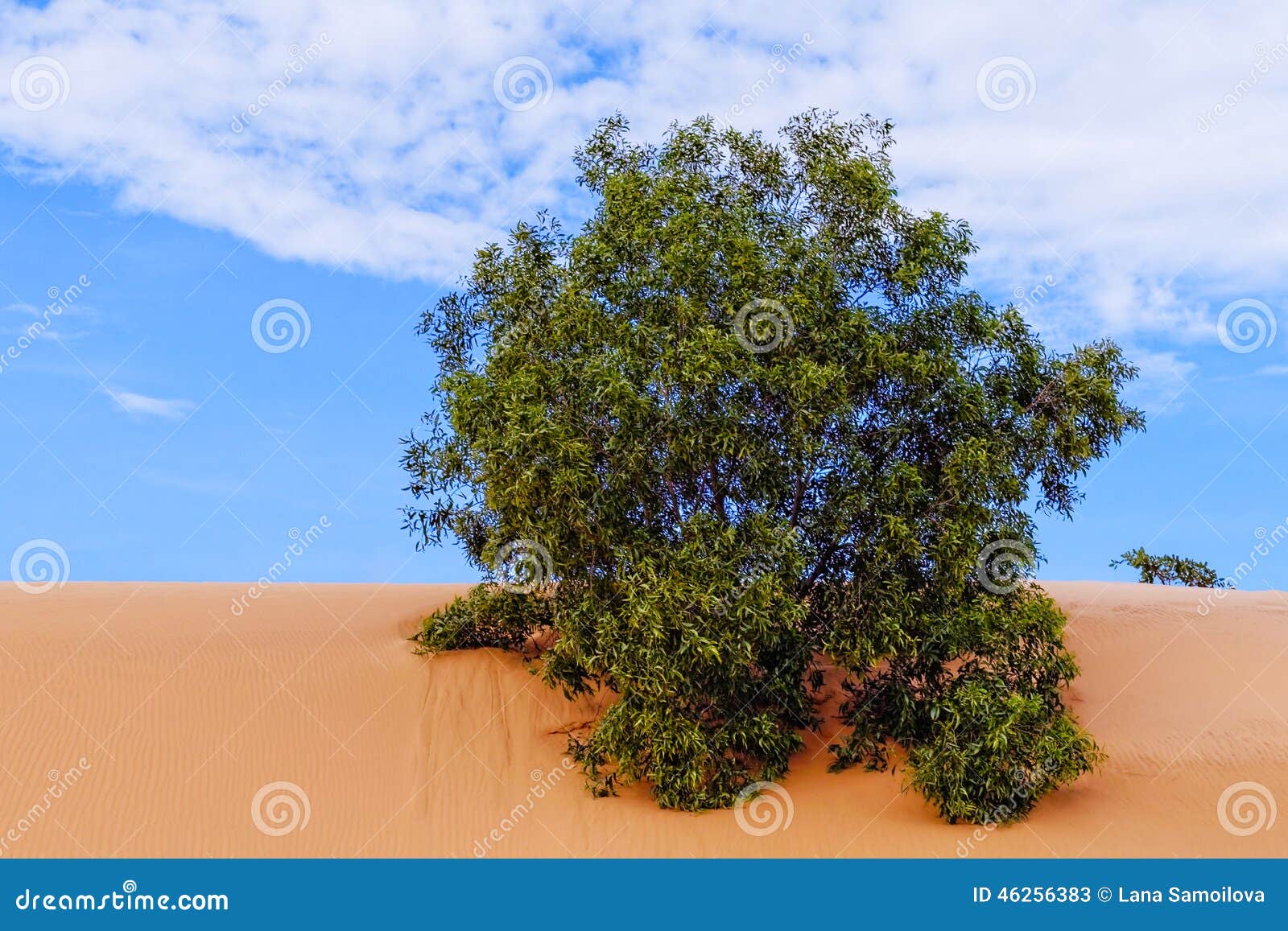 Big Tree and One Bush in the Sand Stock Image - Image of horizon ...